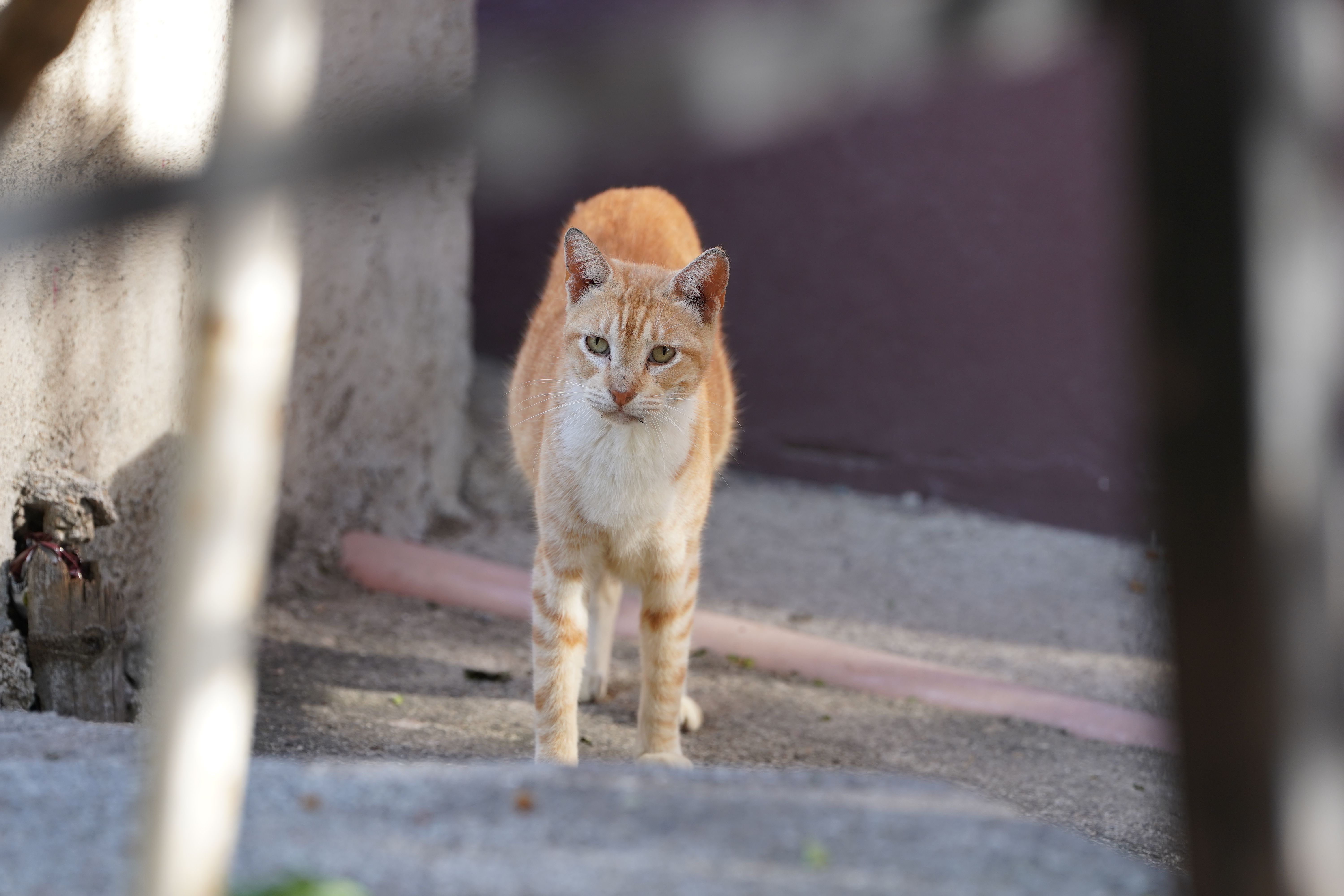 Stray Ginger Cat in Puerto Vallarta Street · Free Stock Photo