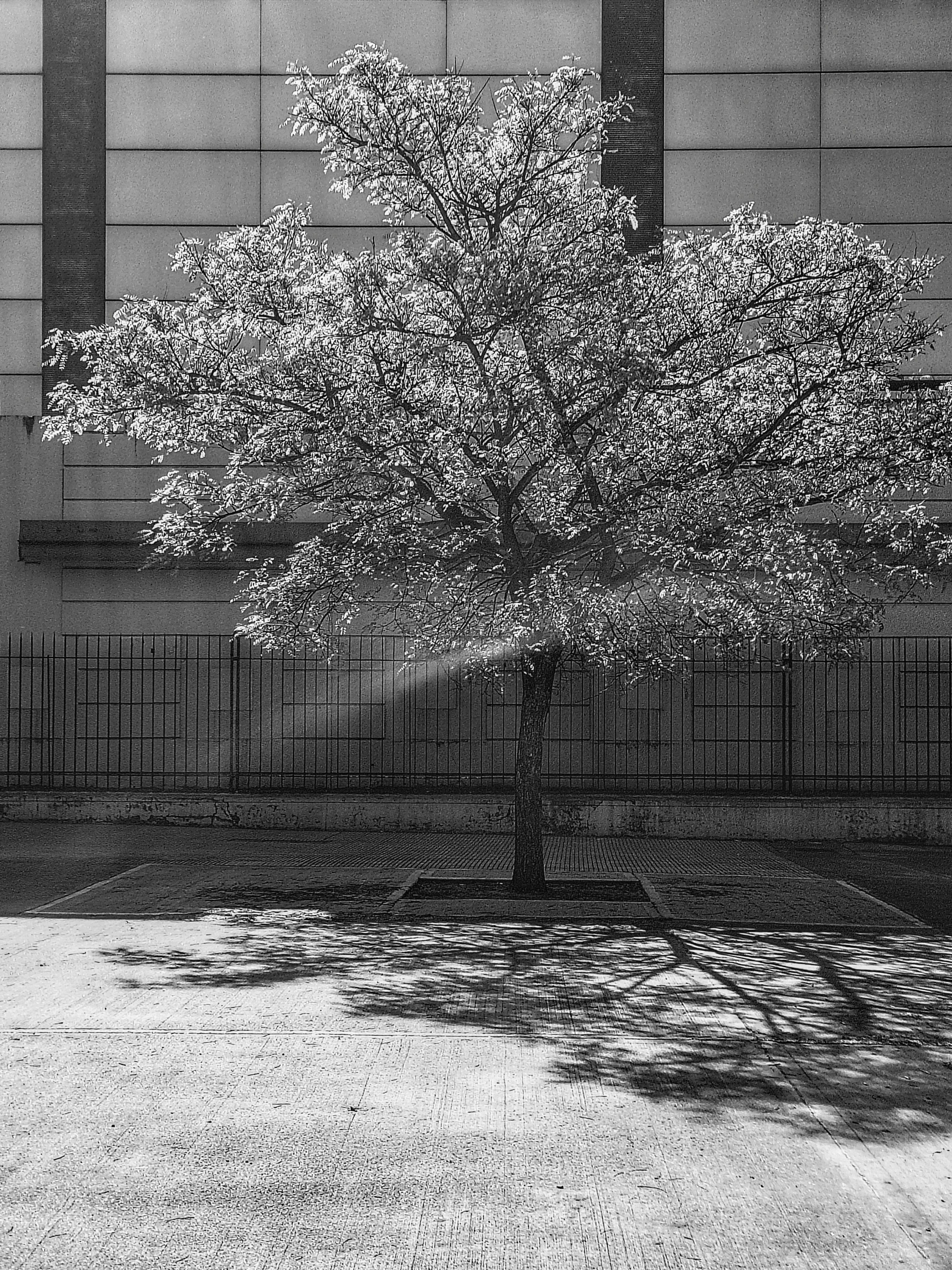 Dark Tree Photos, Download The BEST Free Dark Tree Stock Photos & HD Images