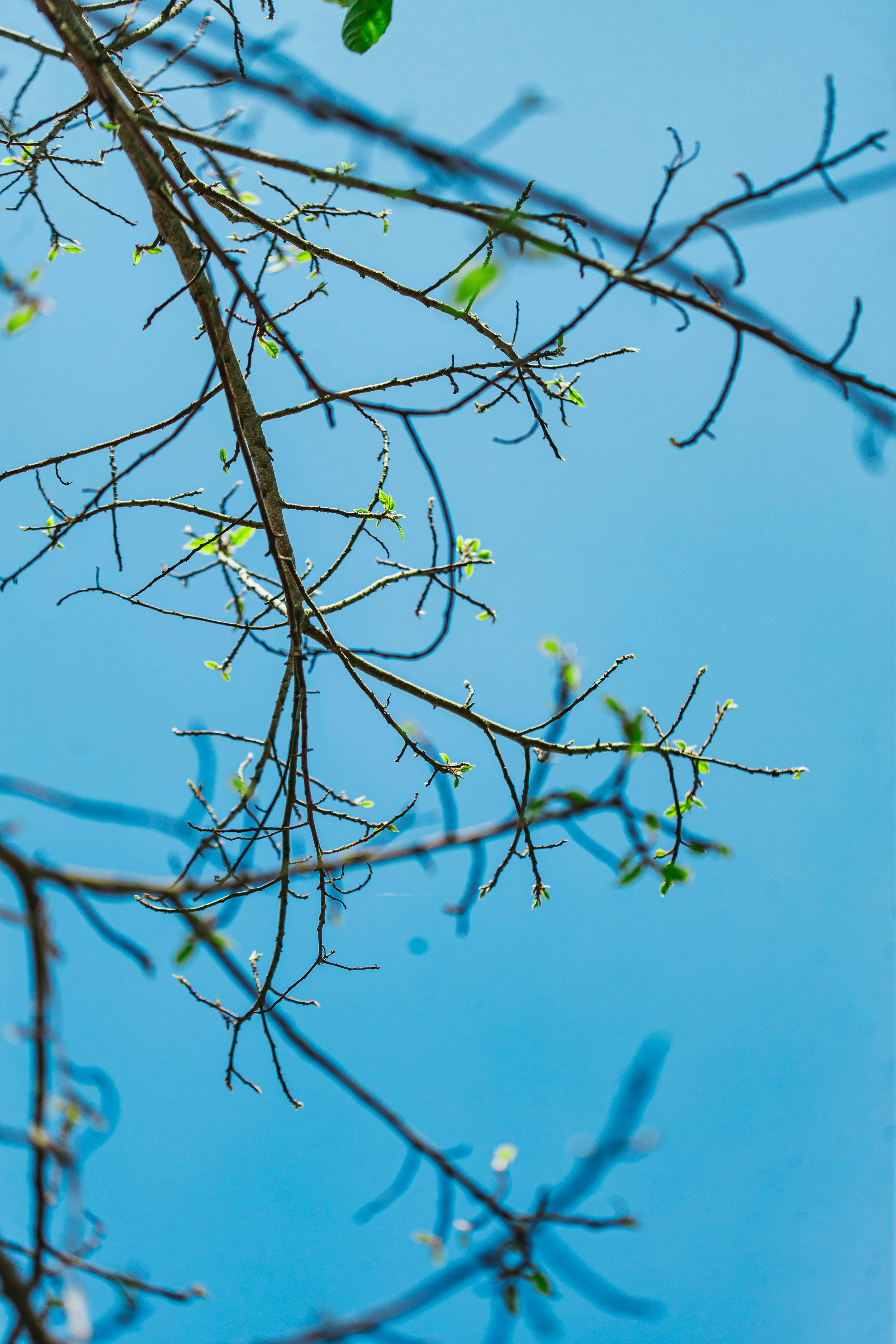 Budding Tree Branches Against a Clear Blue Sky · Free Stock Photo