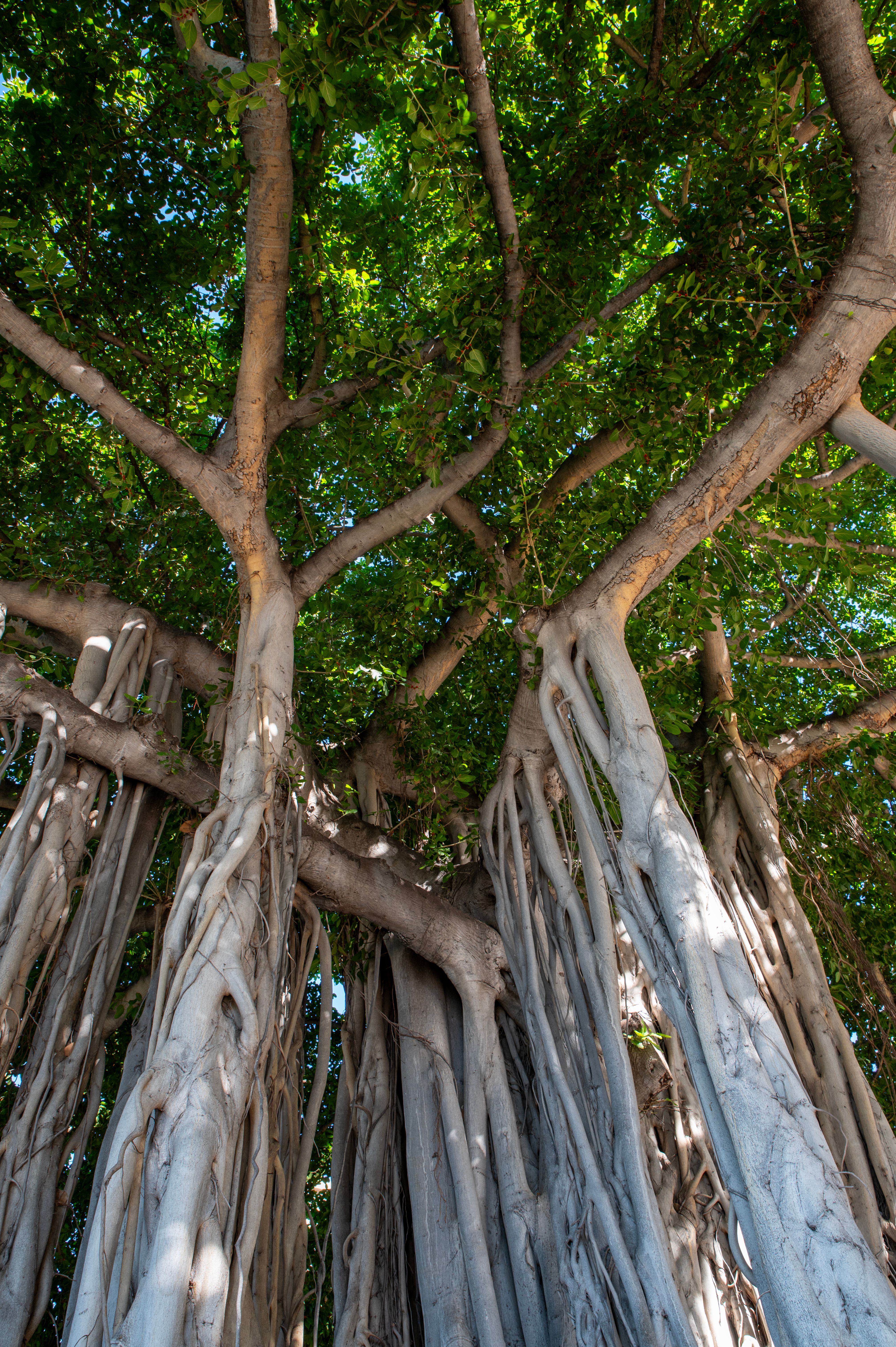 Majestic Banyan Tree Canopy Close-up View · Free Stock Photo