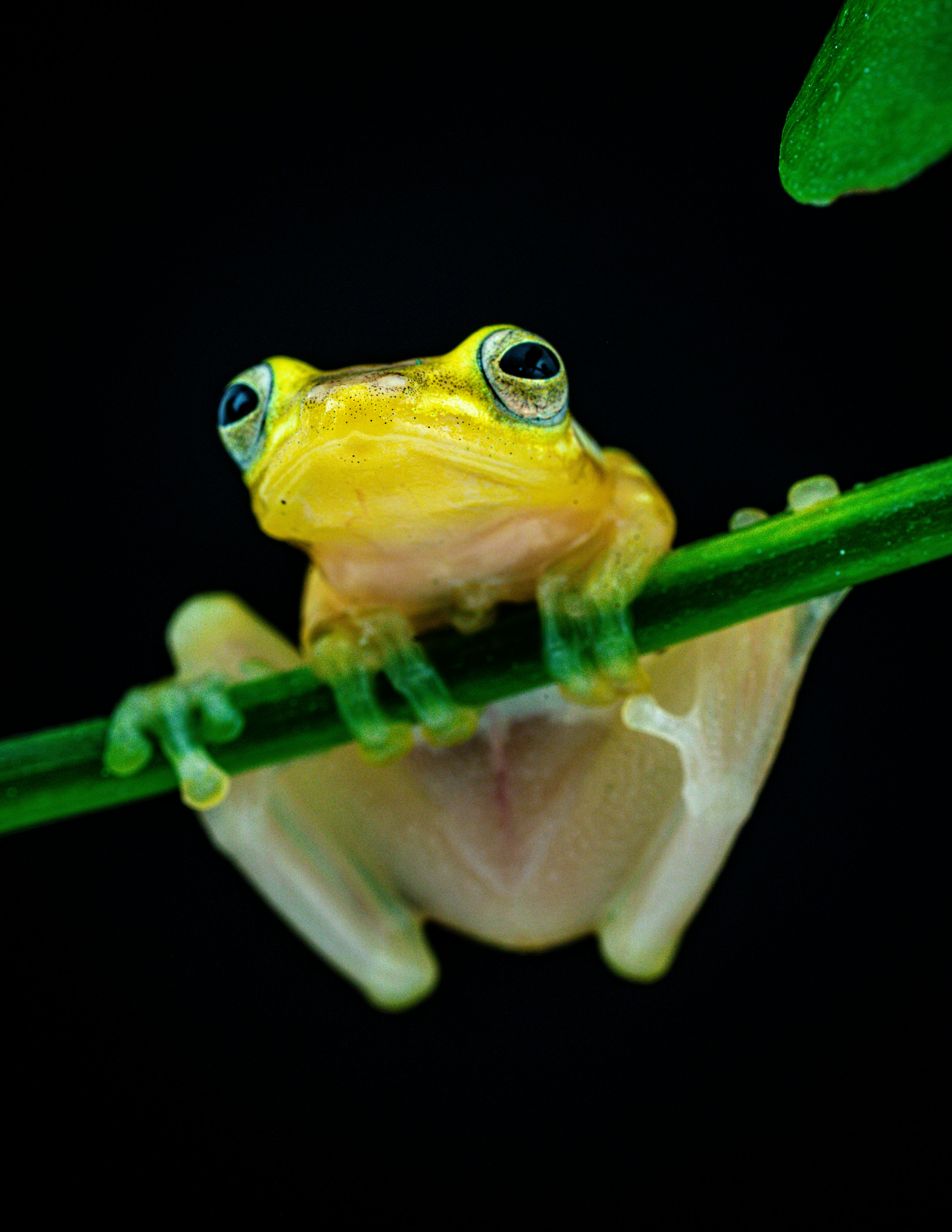30 000+ Tiger+approaching banque d’images et photos libres de droit · Téléchargement gratuit ...
