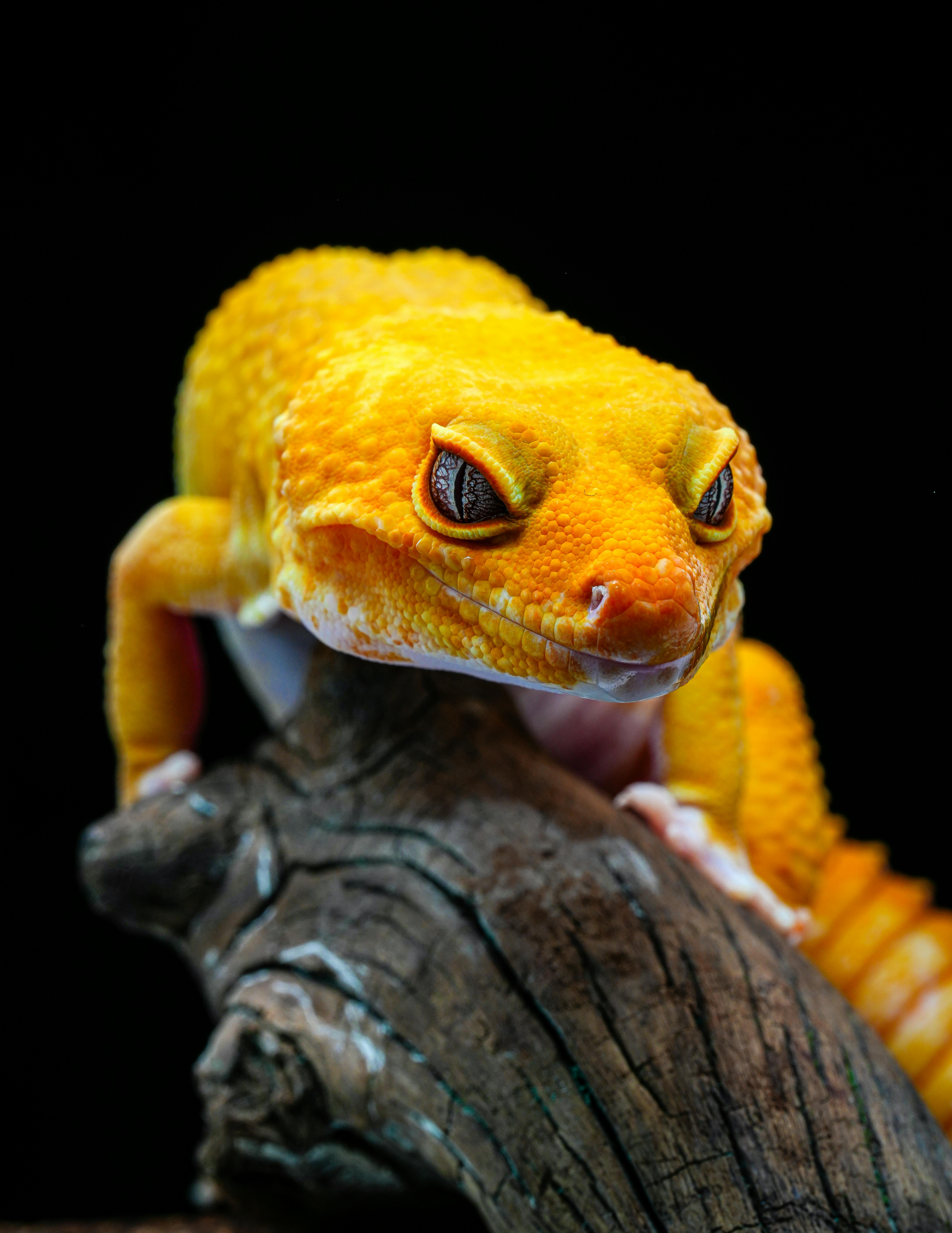 Dark+Panthera+Black+Women+Pics Photos, Download The BEST Free Dark ...