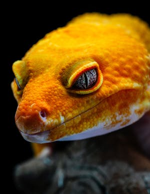 Webex+Christmas+Background Photos, Download The BEST Free Webex ...