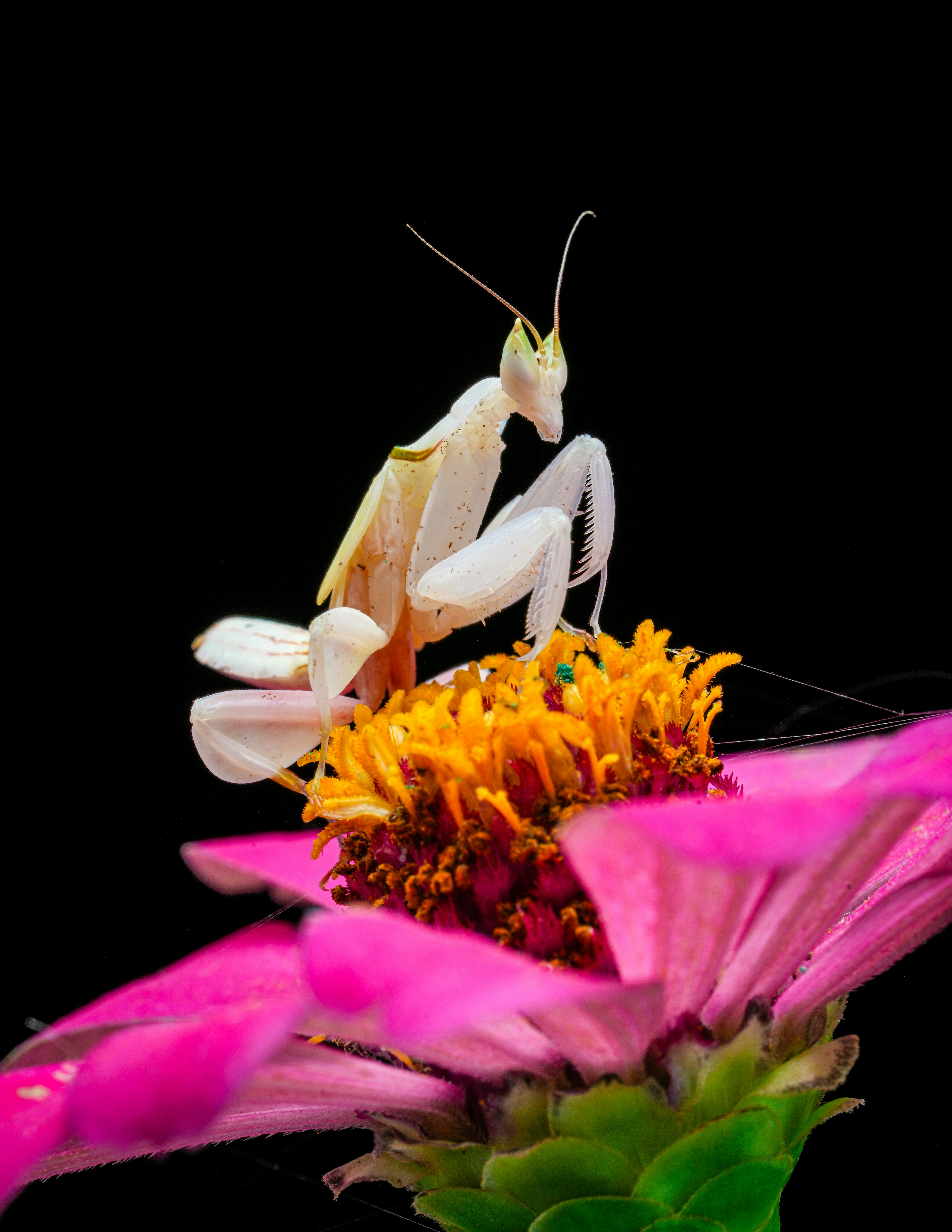 Praying Mantis Photos, Download The BEST Free Praying Mantis Stock ...