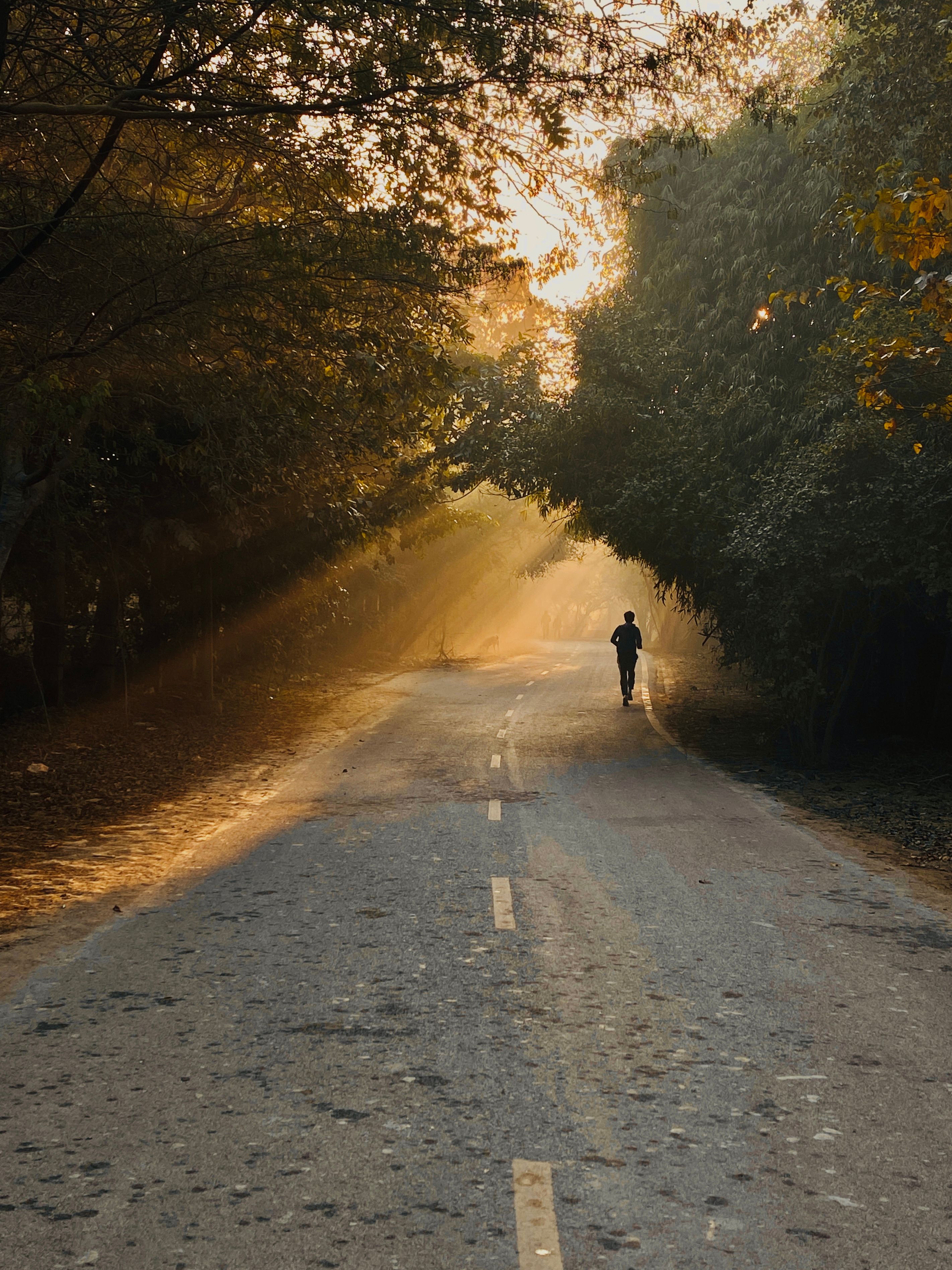 Serene Morning Run Through Sunlit Forest Path · Free Stock Photo