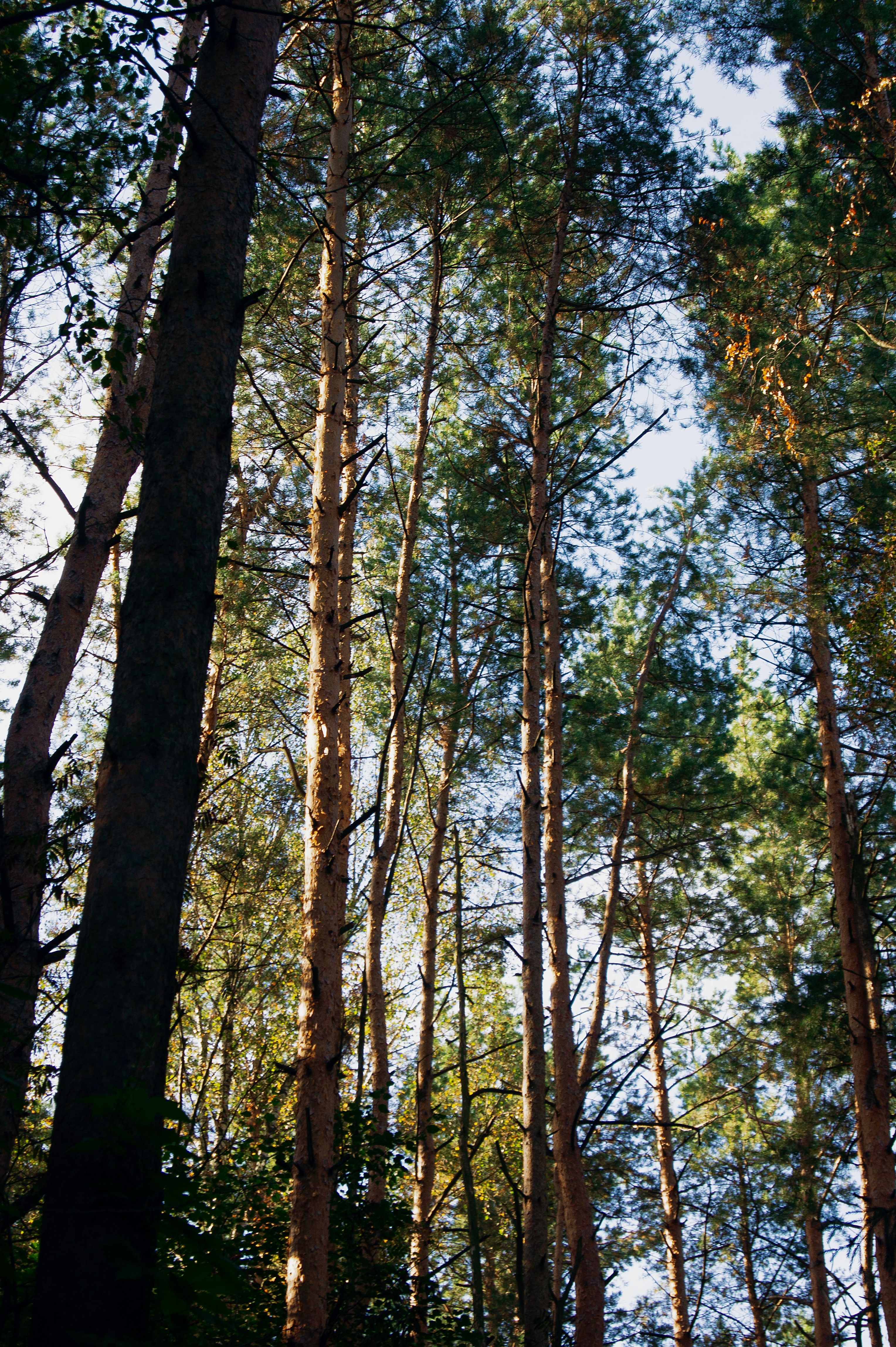 Pine Canopy Photos, Download The BEST Free Pine Canopy Stock Photos ...
