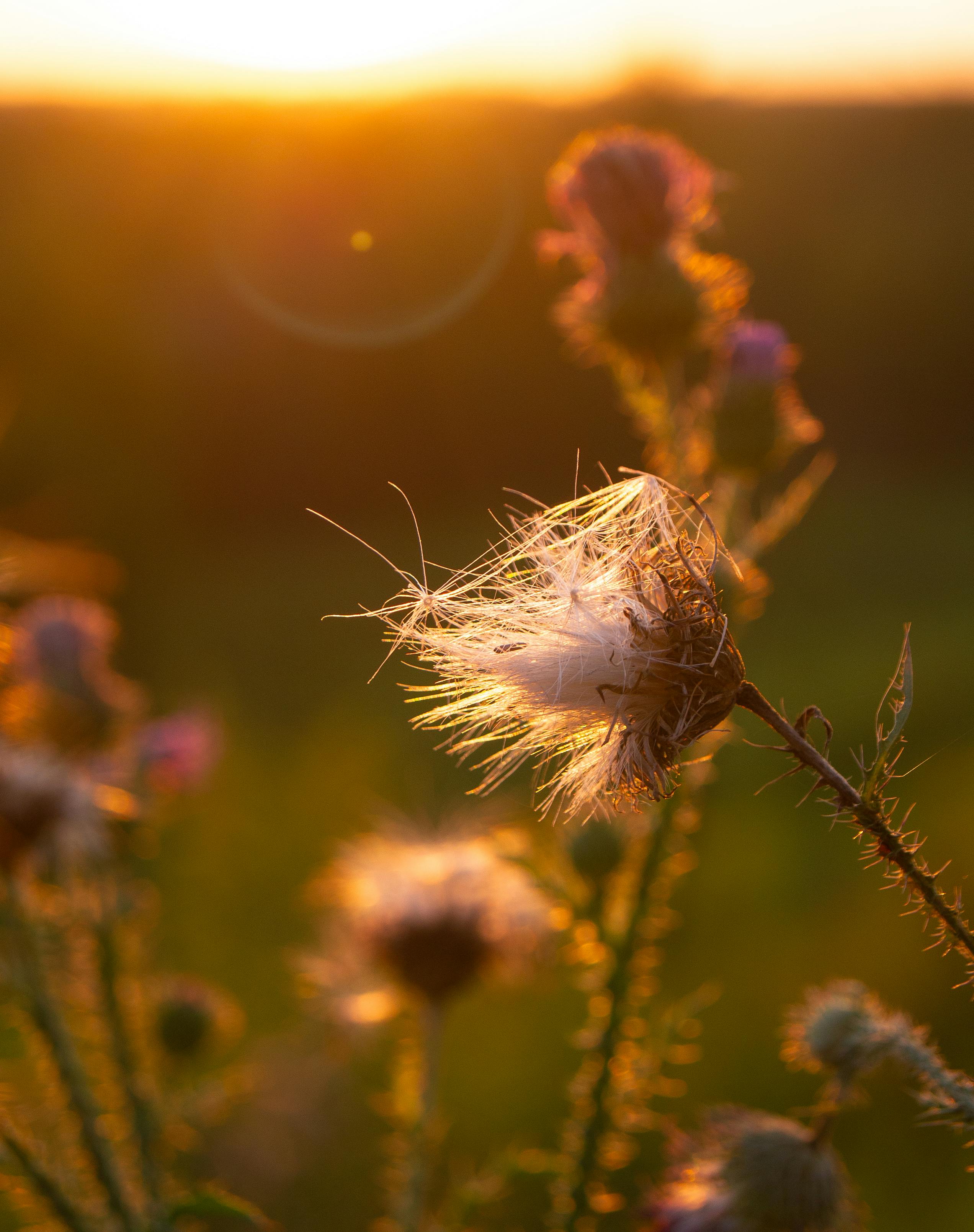 Sadi Background Photos, Download The BEST Free Sadi Background Stock ...