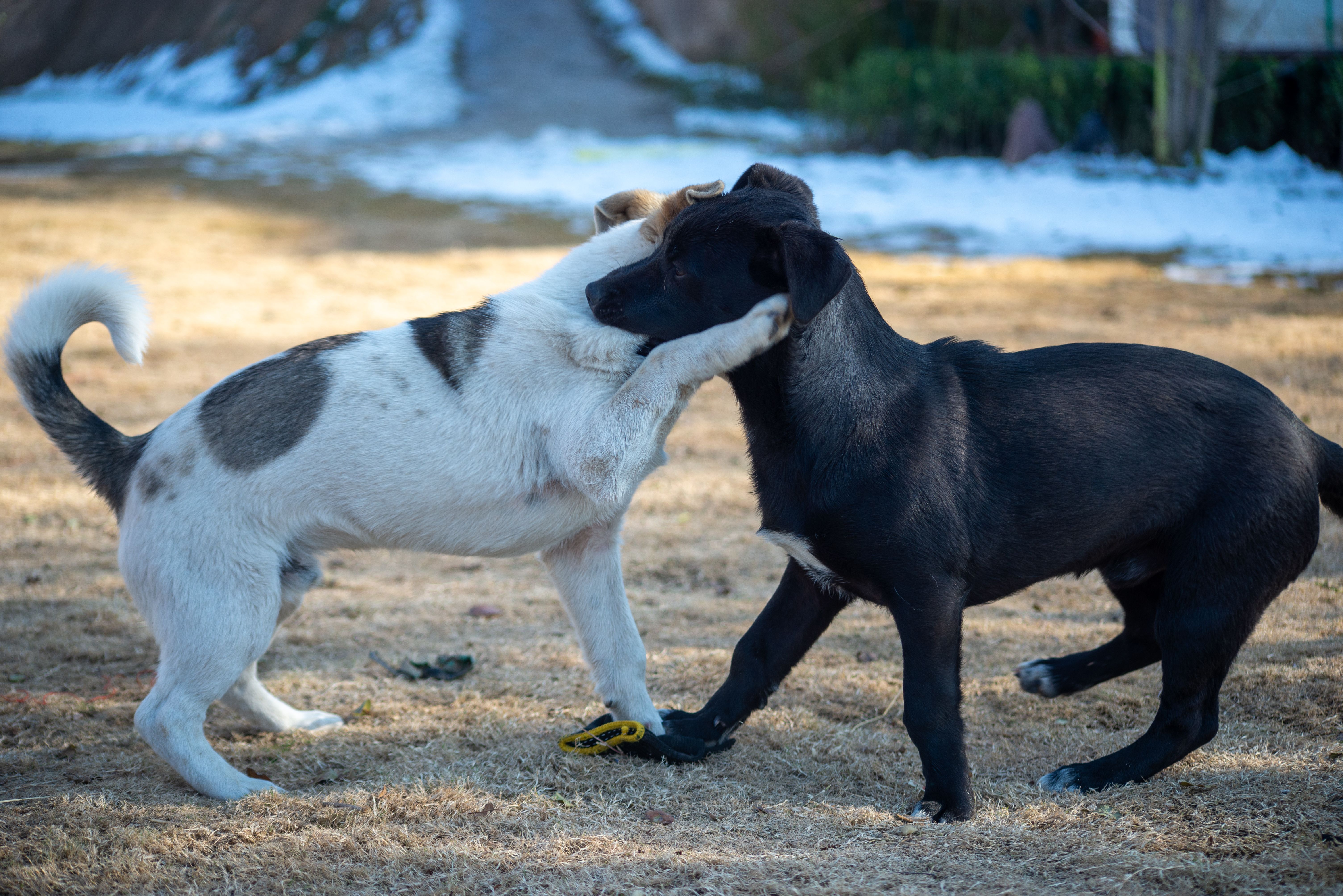 Goofy Ahh Dogs Photos, Download The BEST Free Goofy Ahh Dogs Stock ...