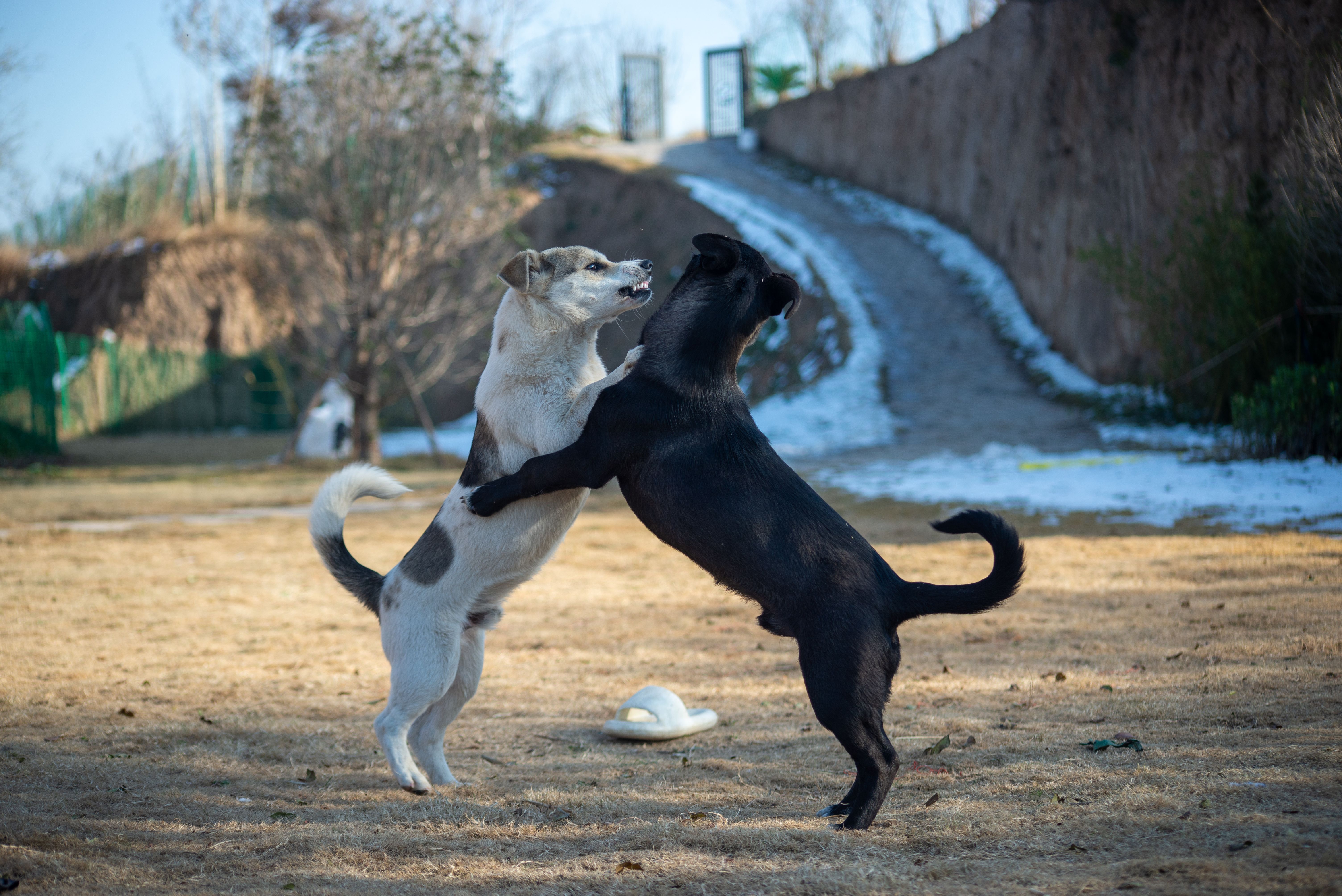Goofy Ahh Dogs Photos, Download The BEST Free Goofy Ahh Dogs Stock ...