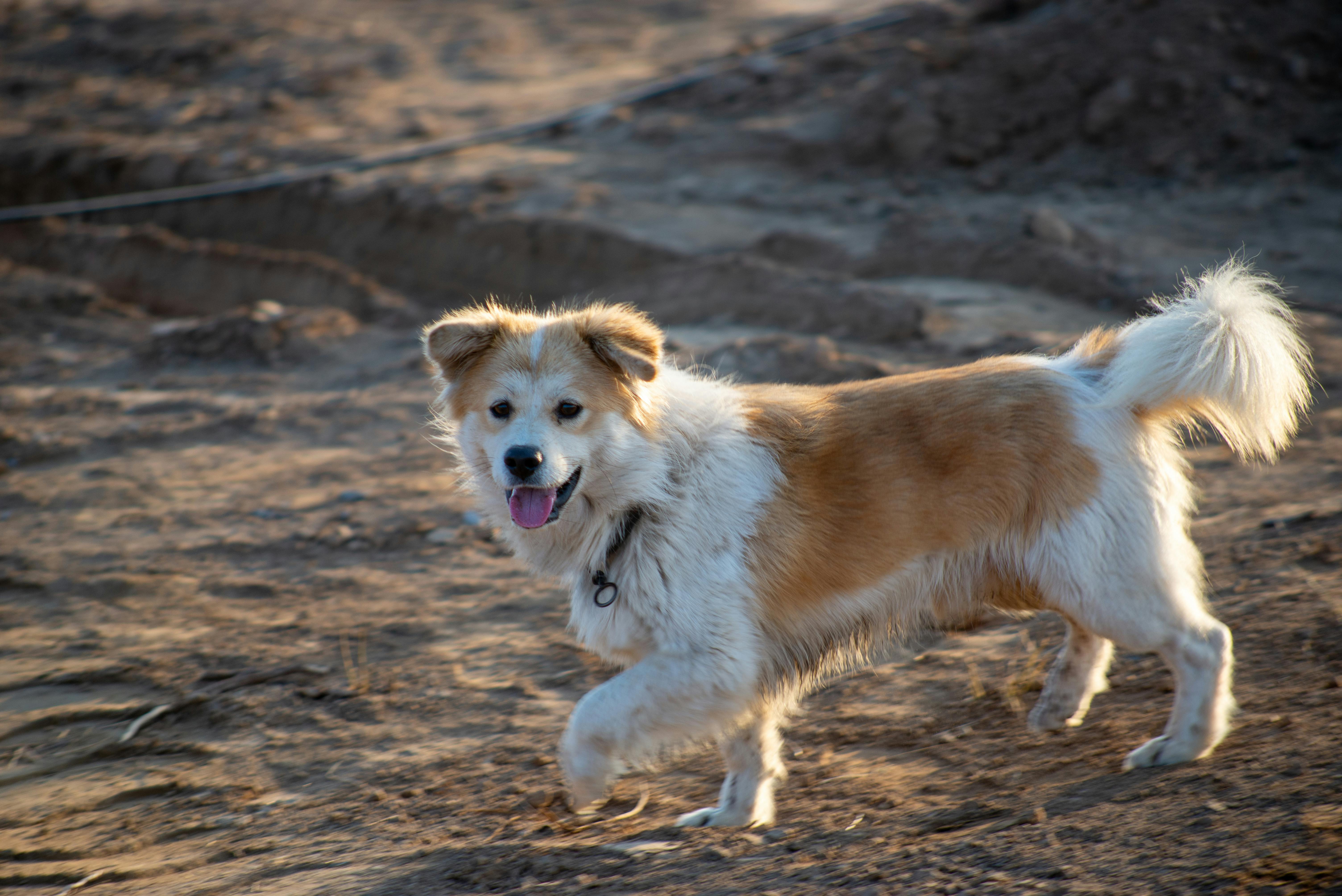 Cute Pets Photos, Download The BEST Free Cute Pets Stock Photos & HD Images