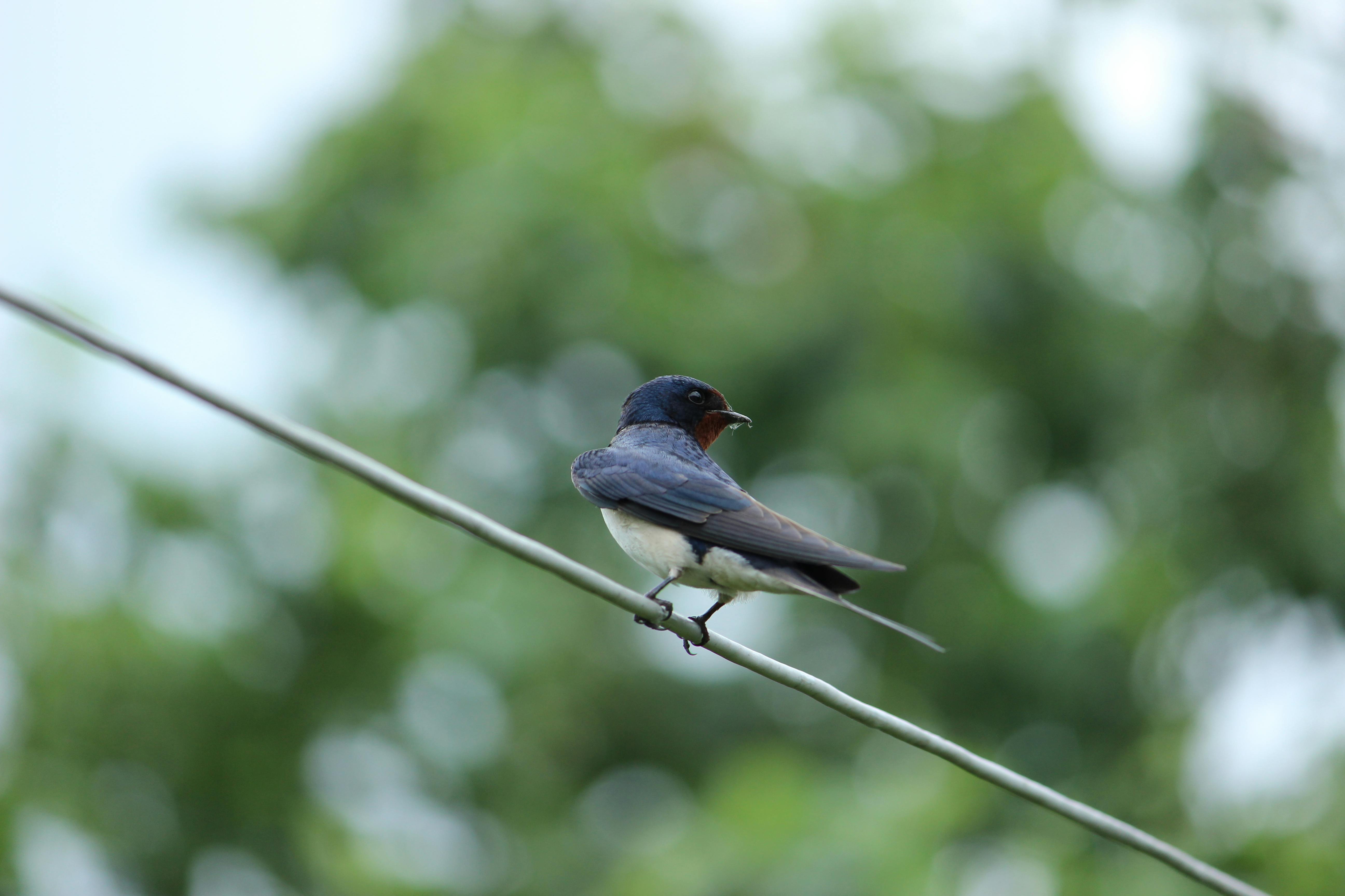 Scroller+Butterfly+Wings Photos, Download The BEST Free Scroller ...