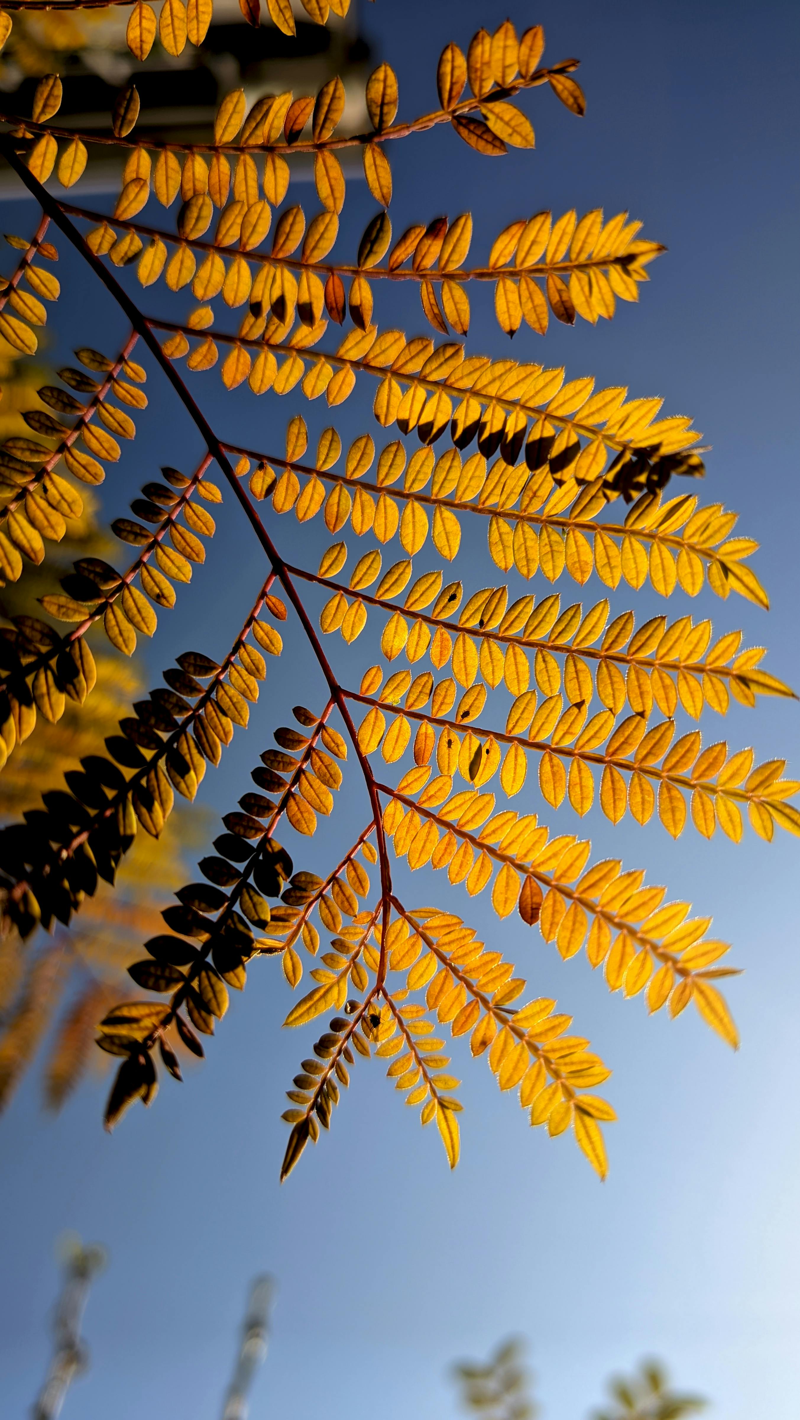 有关autumn, blue jacaranda, jacaranda, jacaranda mimosifolia, leaf, plant ...
