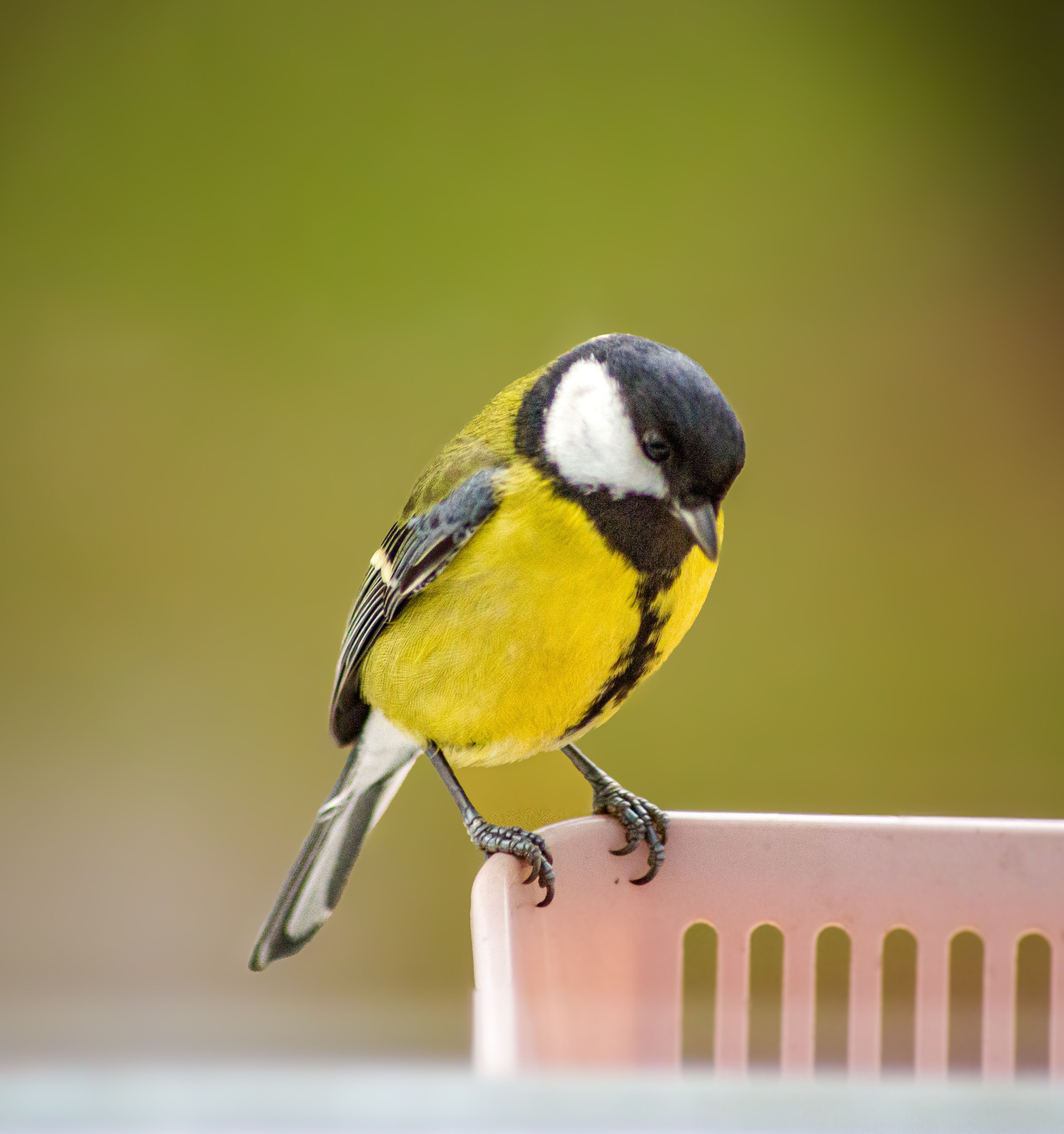 Gratis arkivbilde av bakgård fugler, bird table, birdslove ...