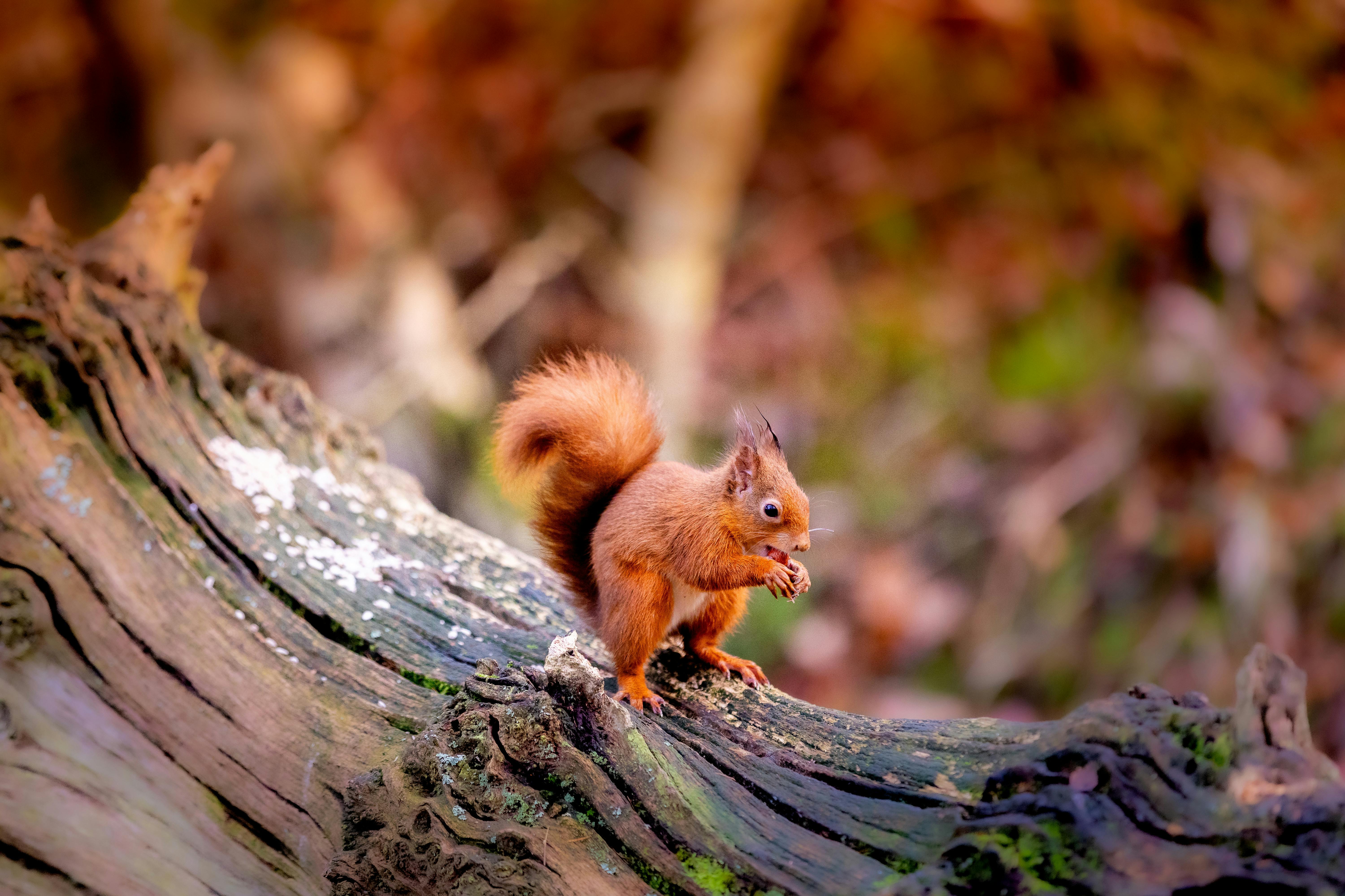 Red Squirrel Photos, Download The BEST Free Red Squirrel Stock Photos ...