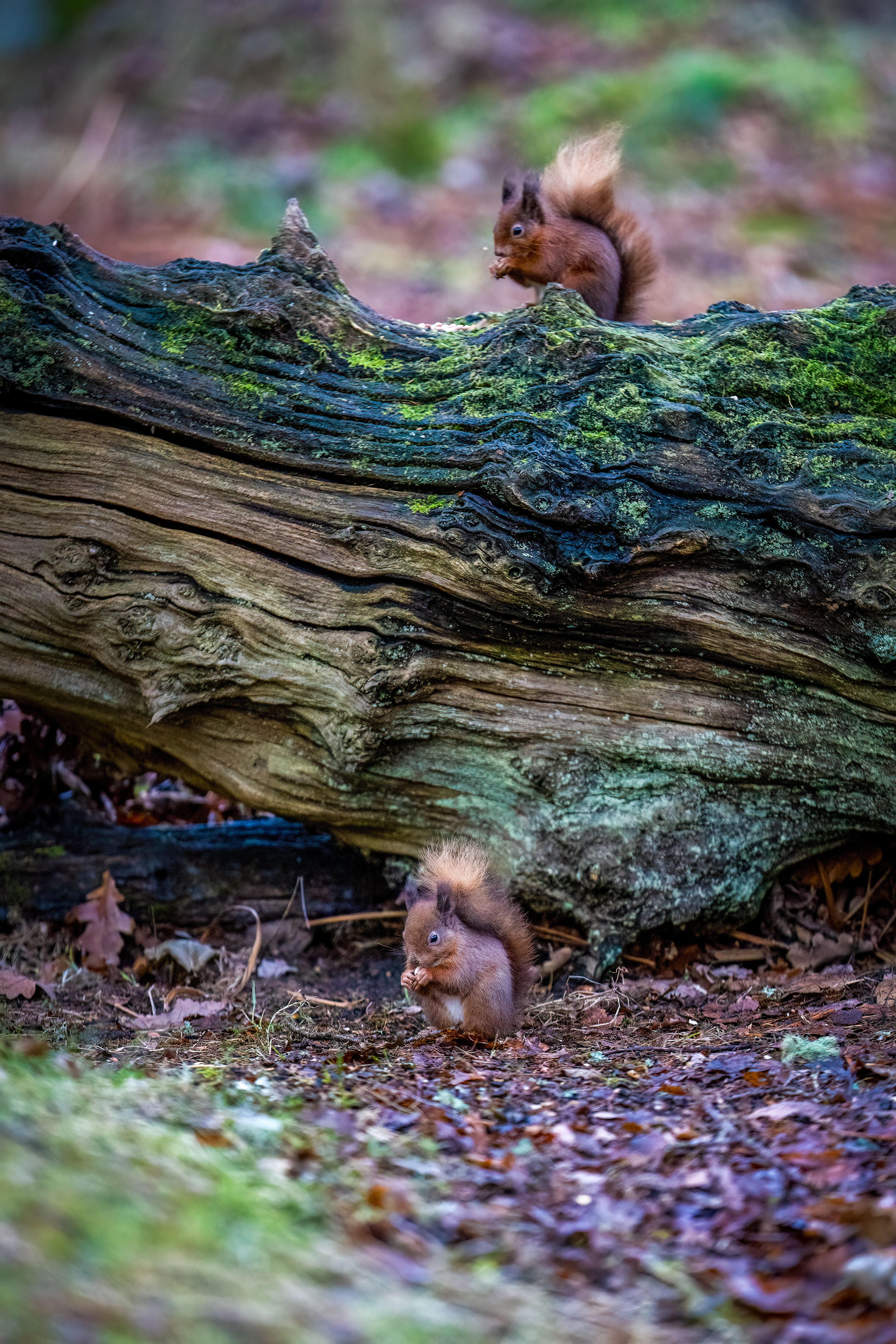 Red Squirrels in Forest with Fallen Log · Free Stock Photo