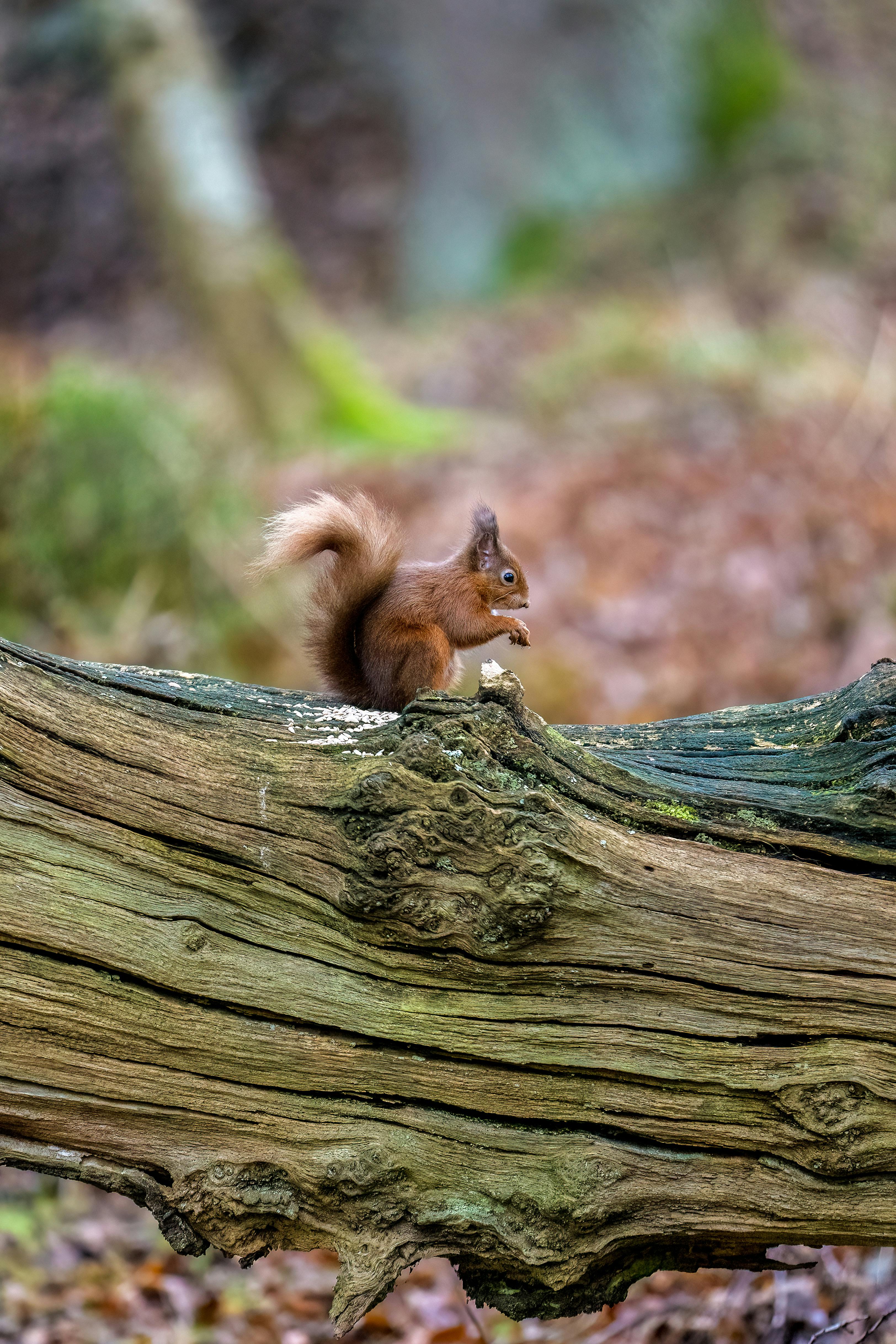 Red Squirrel Photos, Download The BEST Free Red Squirrel Stock Photos ...