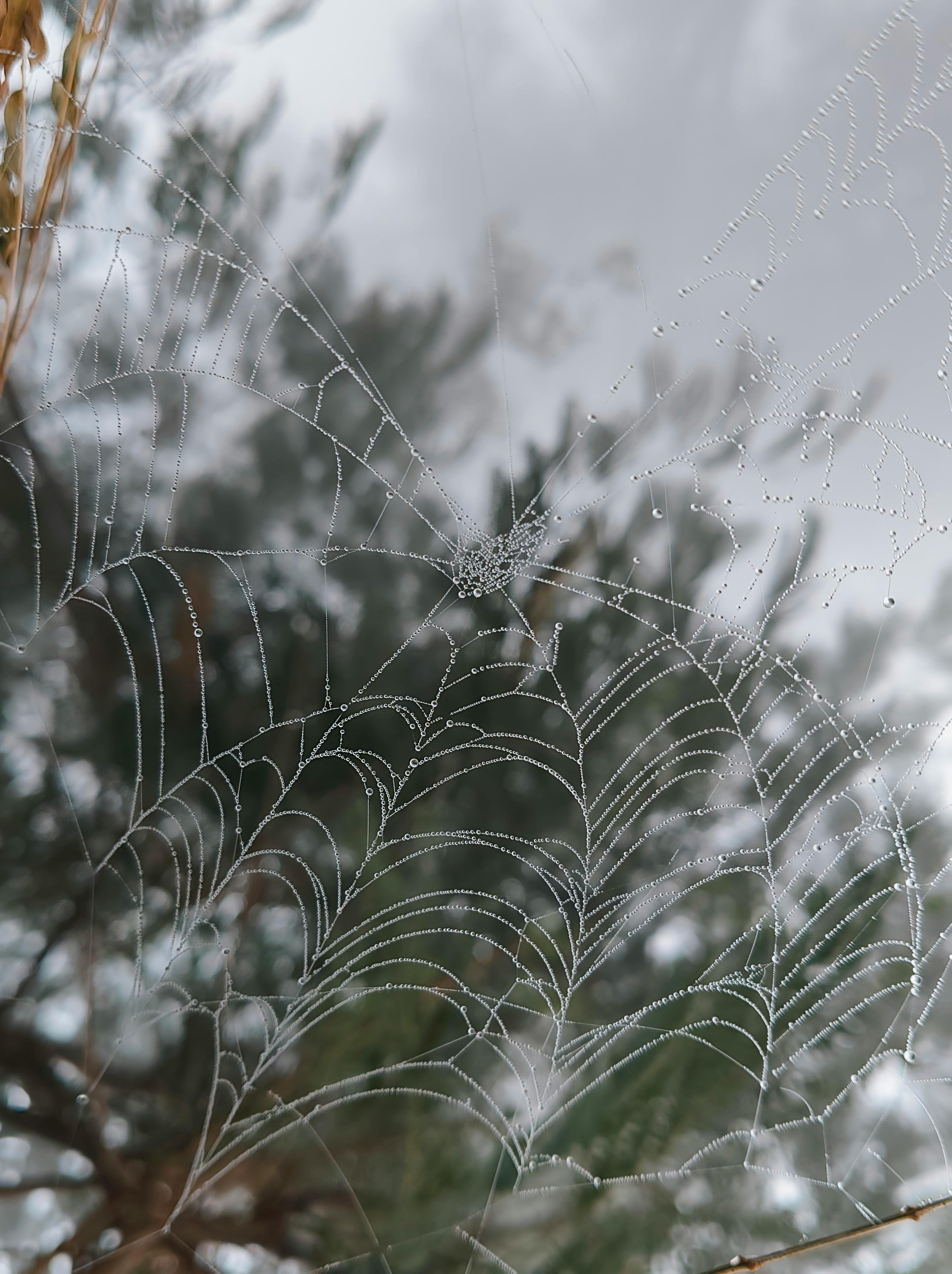 Sadi Background Photos, Download The BEST Free Sadi Background Stock ...