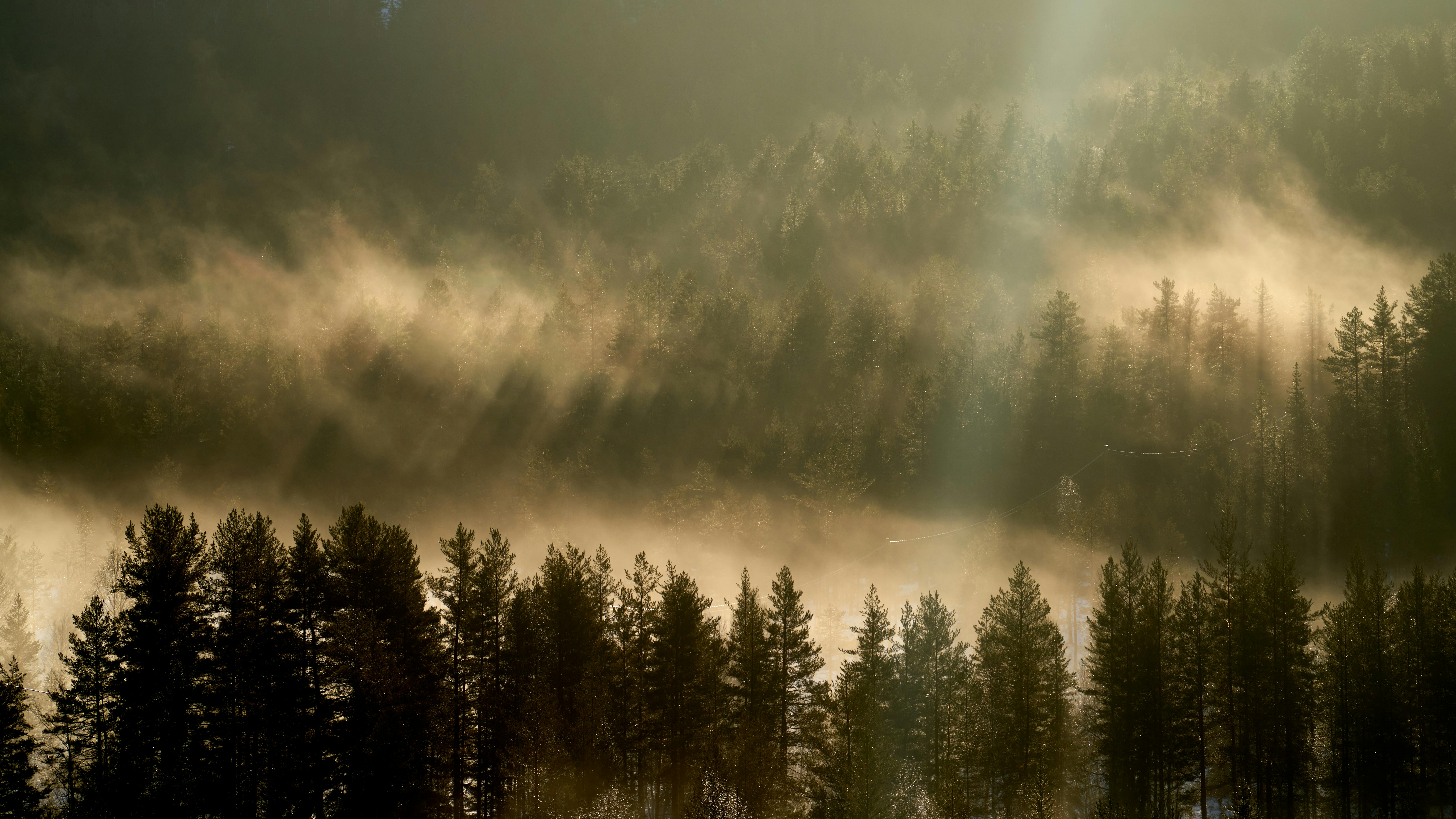 Serene Morning Mist Over Noresund Forest · Free Stock Photo
