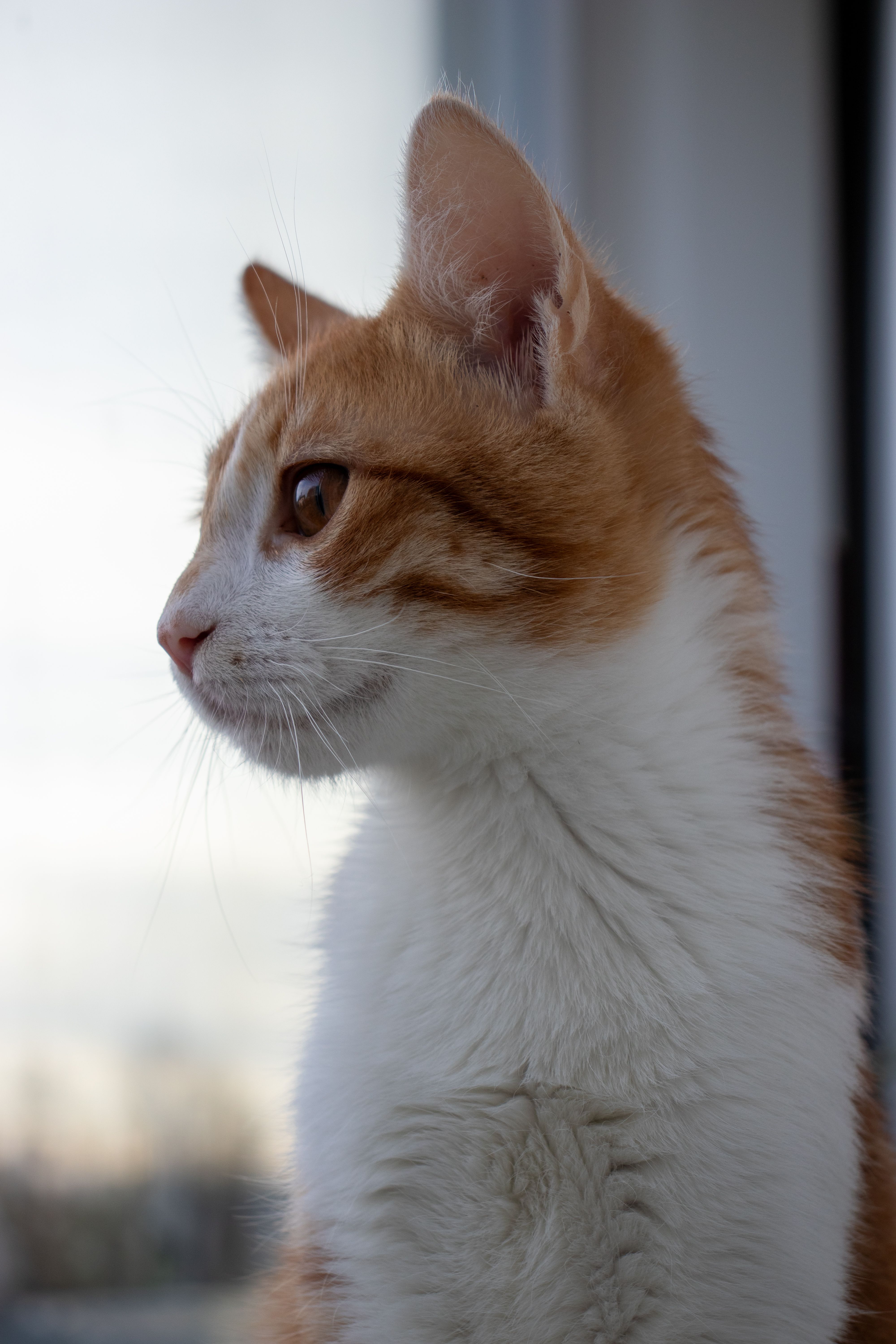 Cat Profile Photos, Download The BEST Free Cat Profile Stock Photos ...