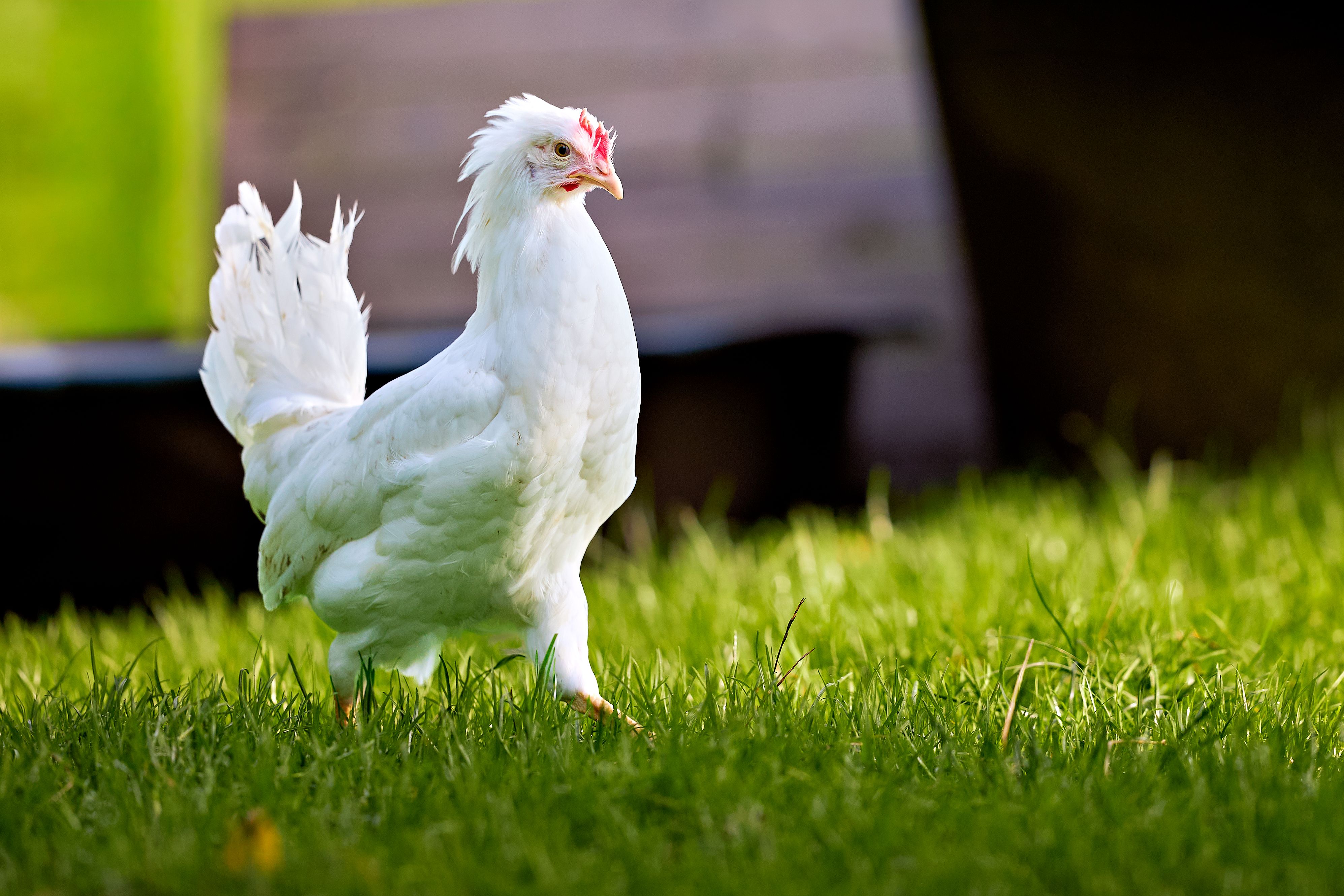 Farm Animal Photos, Download The BEST Free Farm Animal Stock Photos ...