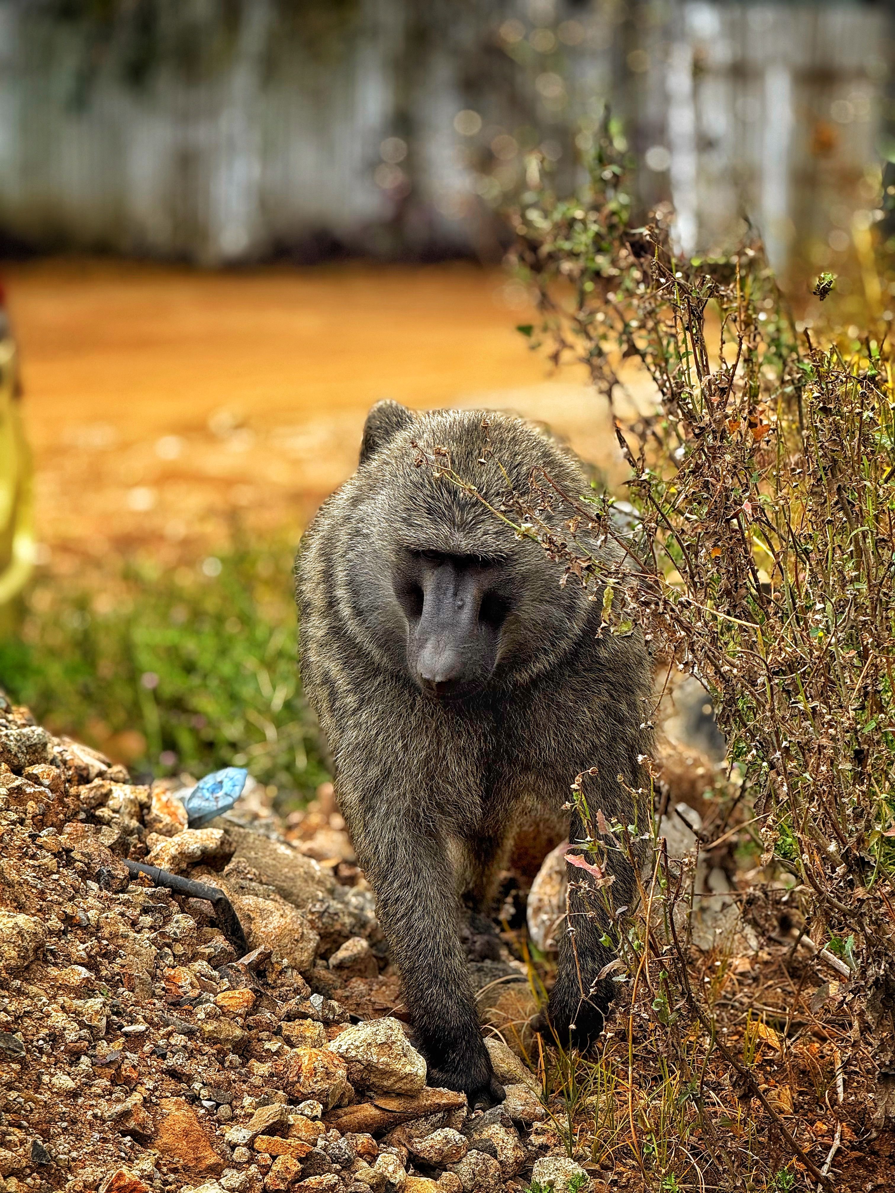 Jungle Animals Photos, Download The BEST Free Jungle Animals Stock ...