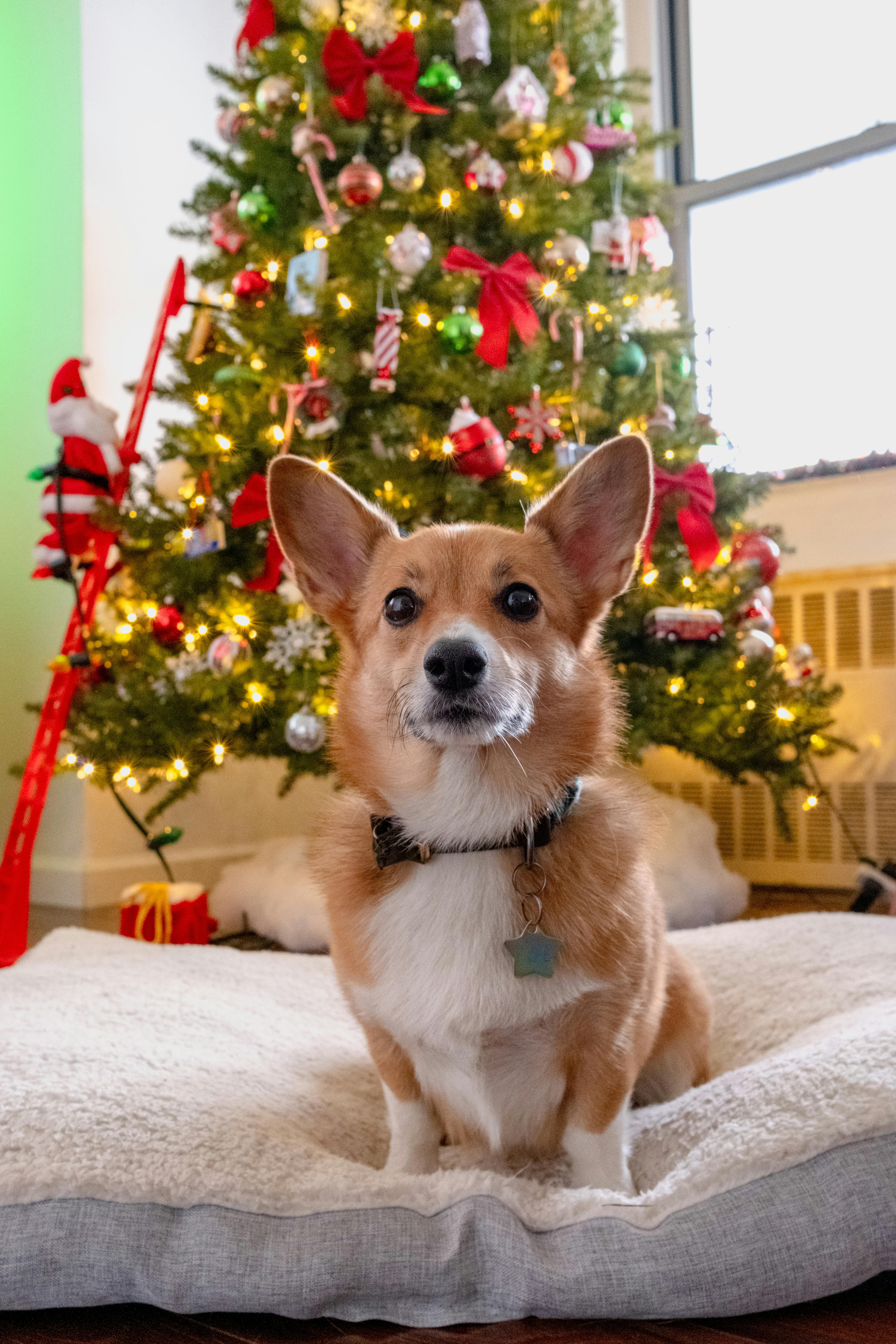 Cute+Budding+Tween+Girl Photos, Download The BEST Free Cute+Budding ...