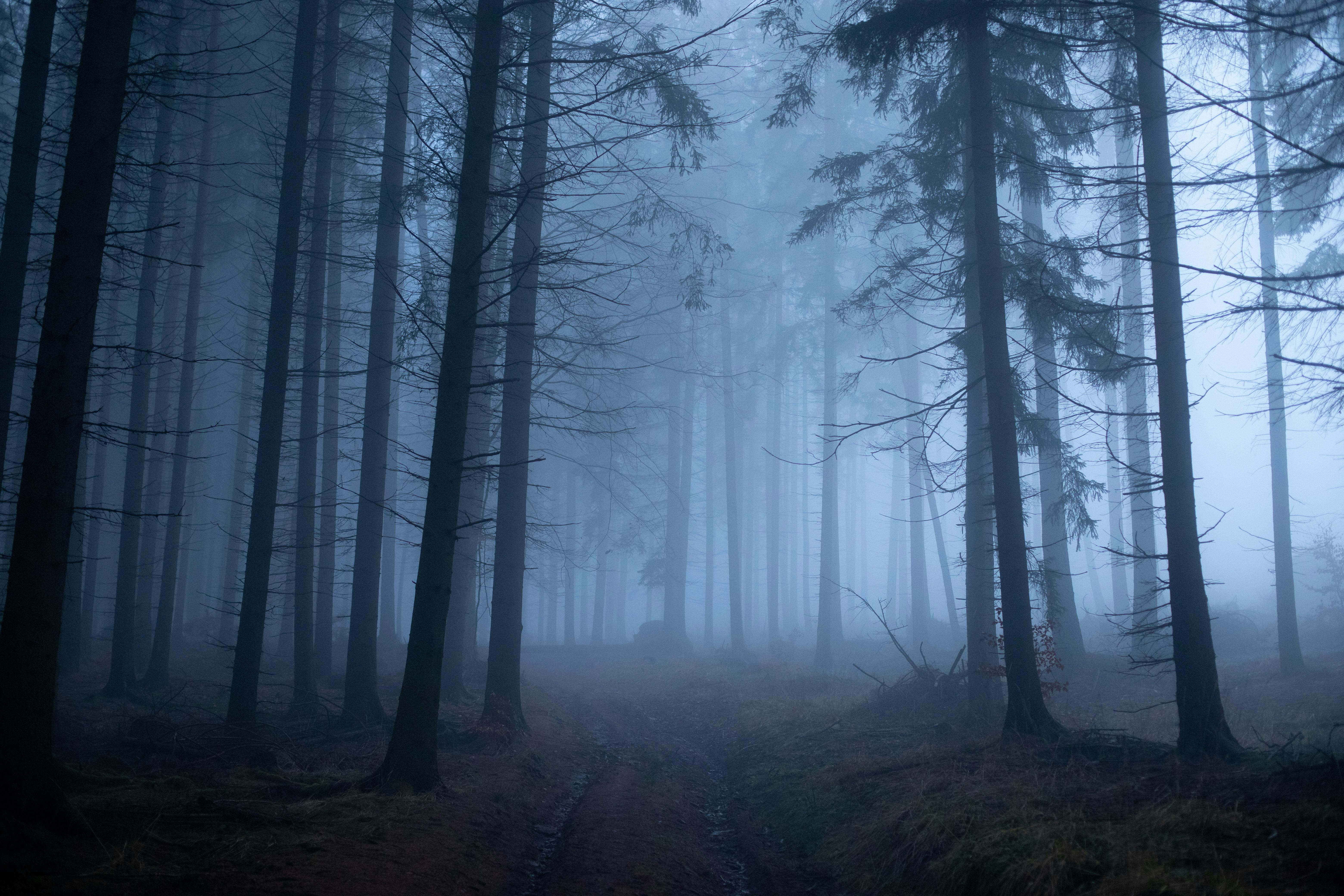 Enchanted Photos, Download The BEST Free Enchanted Stock Photos & HD Images