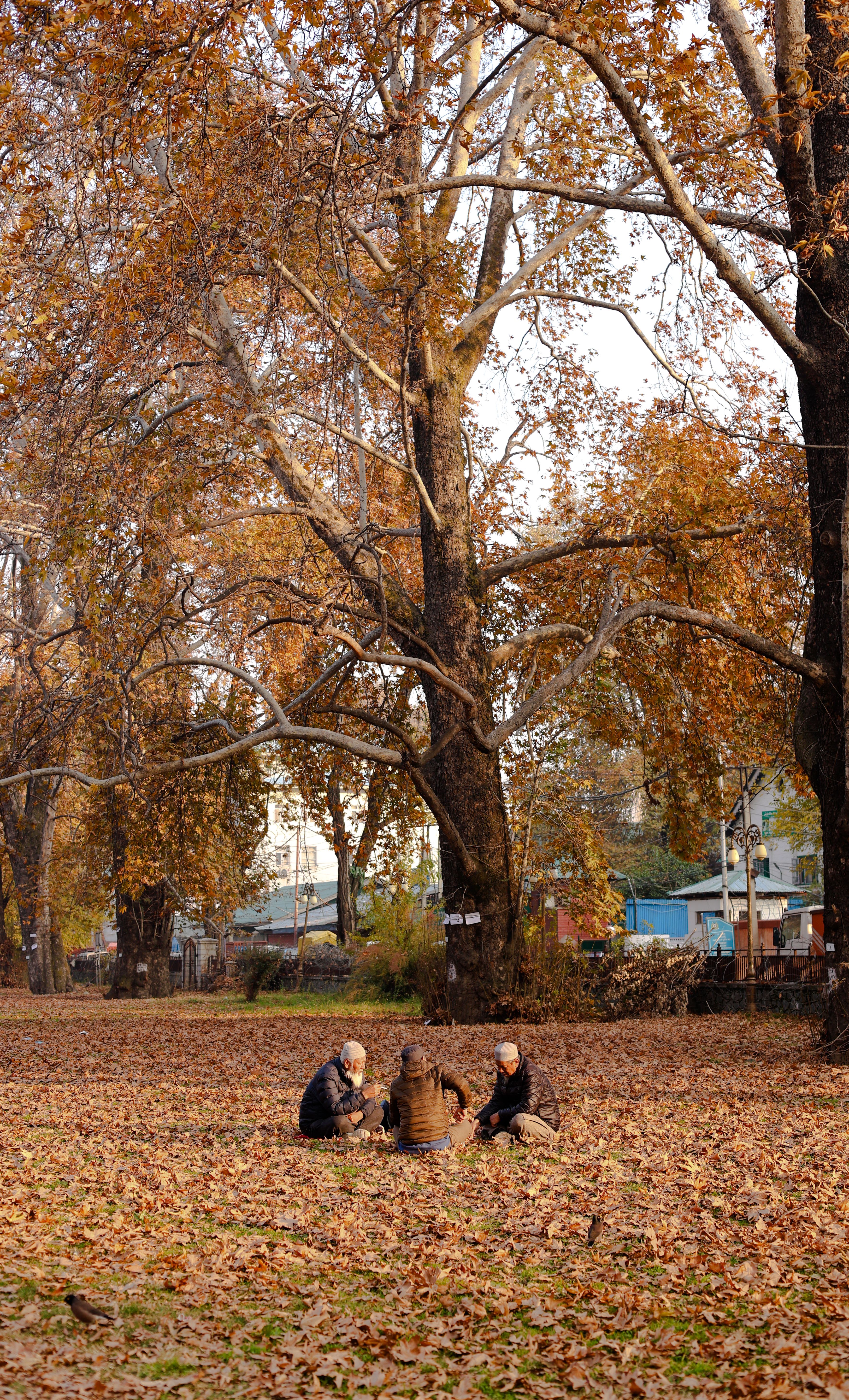 Autumn Gathering Under Tall Trees · Free Stock Photo