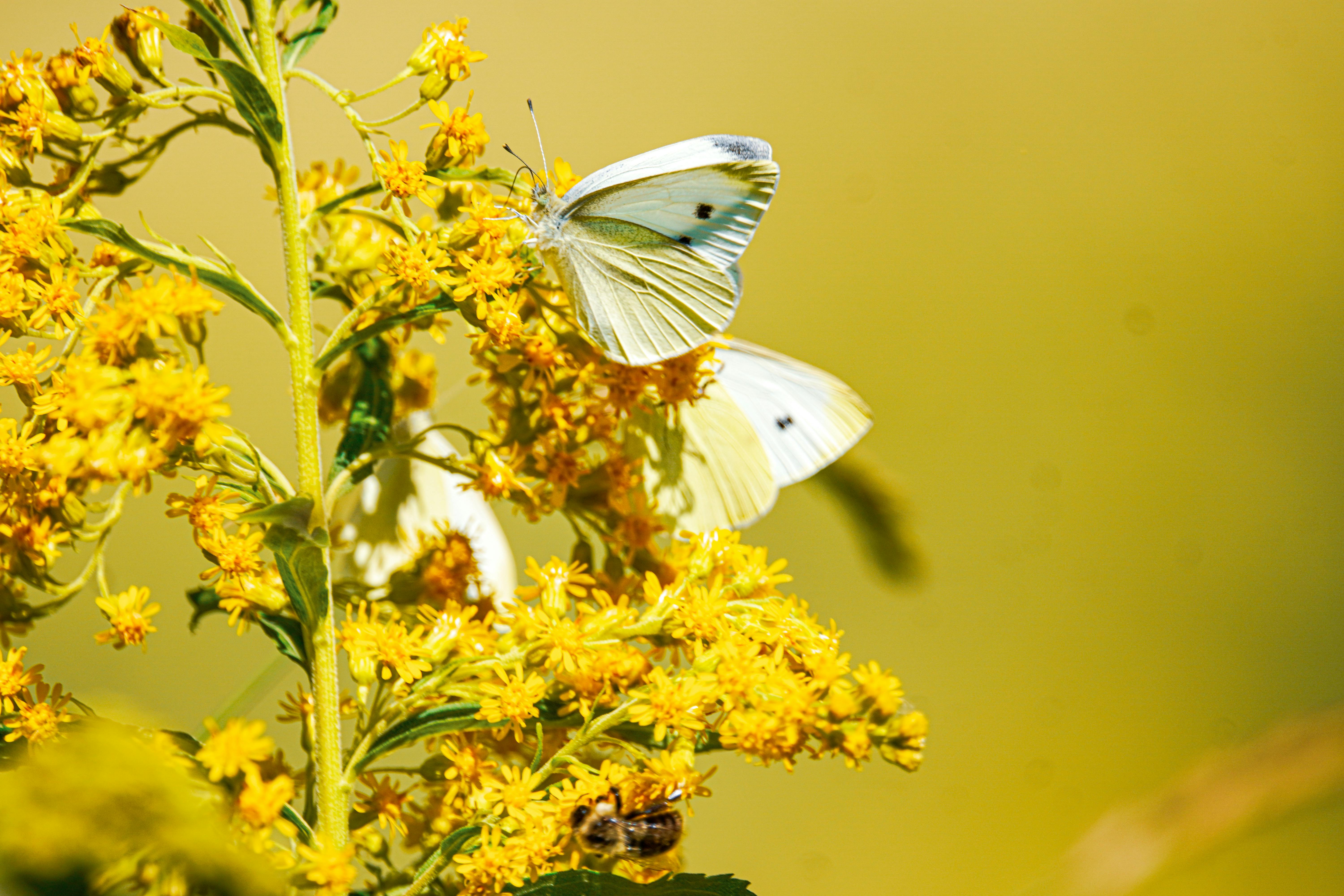 Scroller+Butterfly+Wings Photos, Download The BEST Free Scroller ...