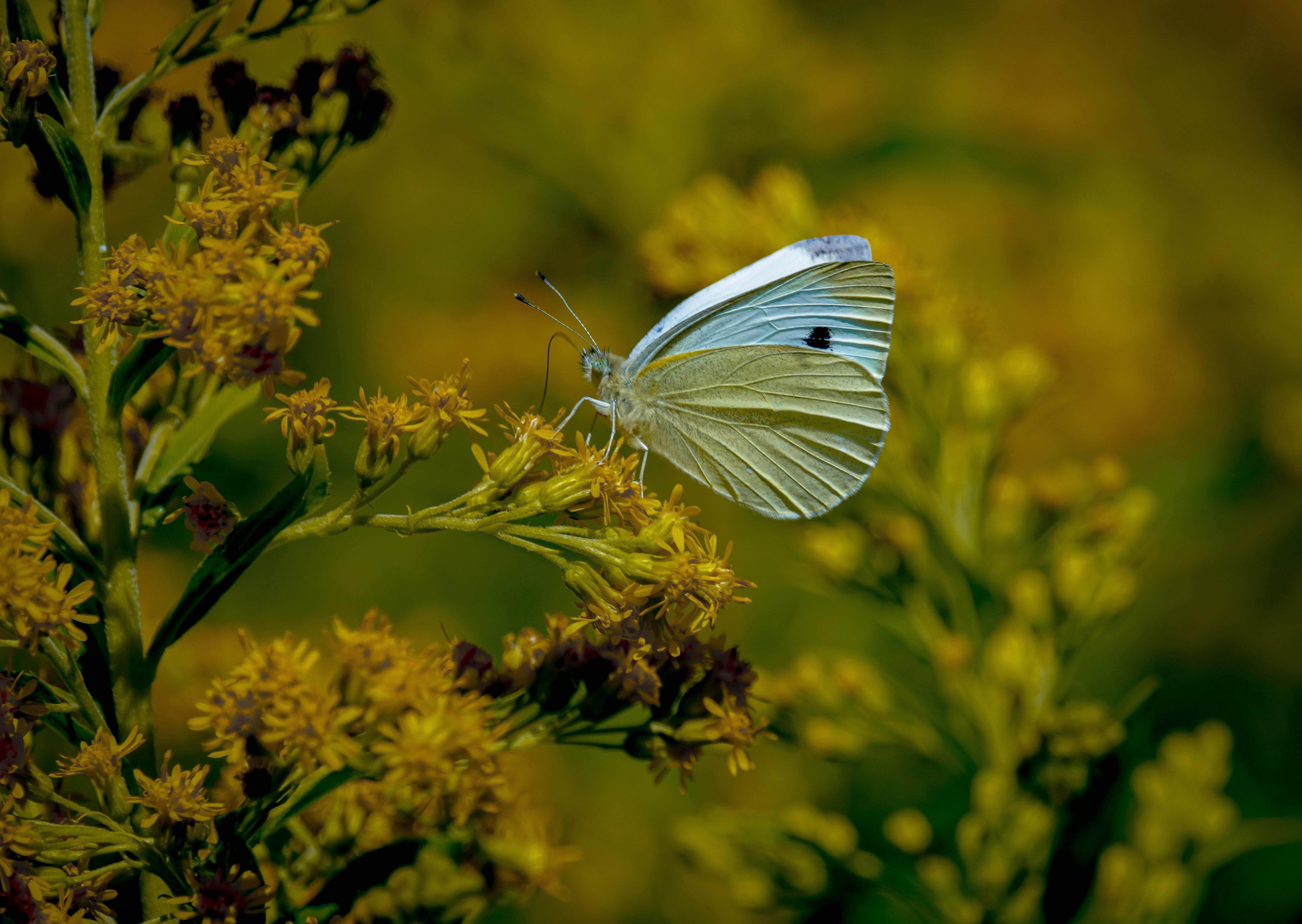 Scroller+Butterfly+Wings Photos, Download The BEST Free Scroller ...