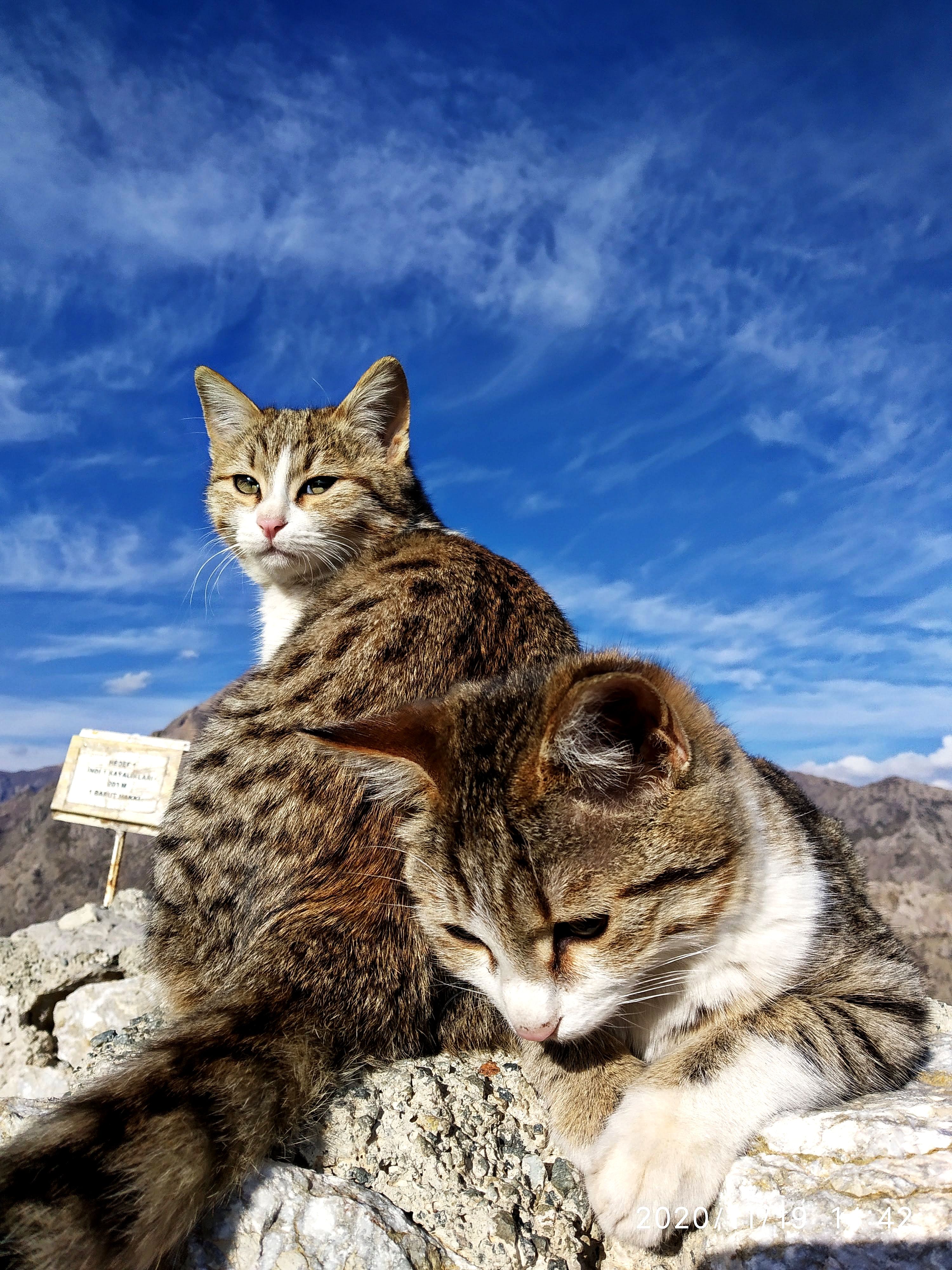 Playful Cats Resting on Rocky Terrain in Türkiye · Free Stock Photo