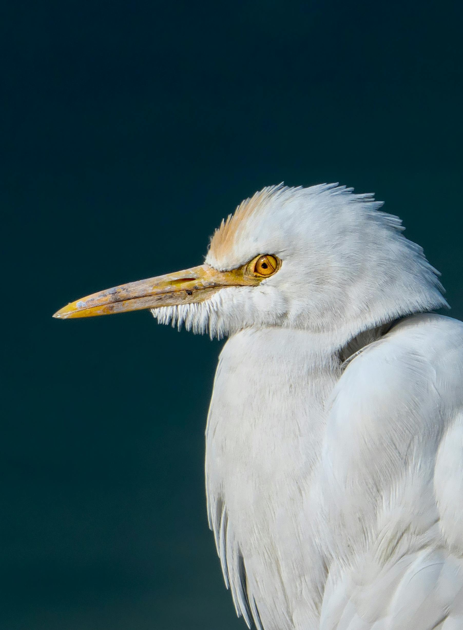 Close-up of a Cattle Egret in Kolkata, India · Free Stock Photo