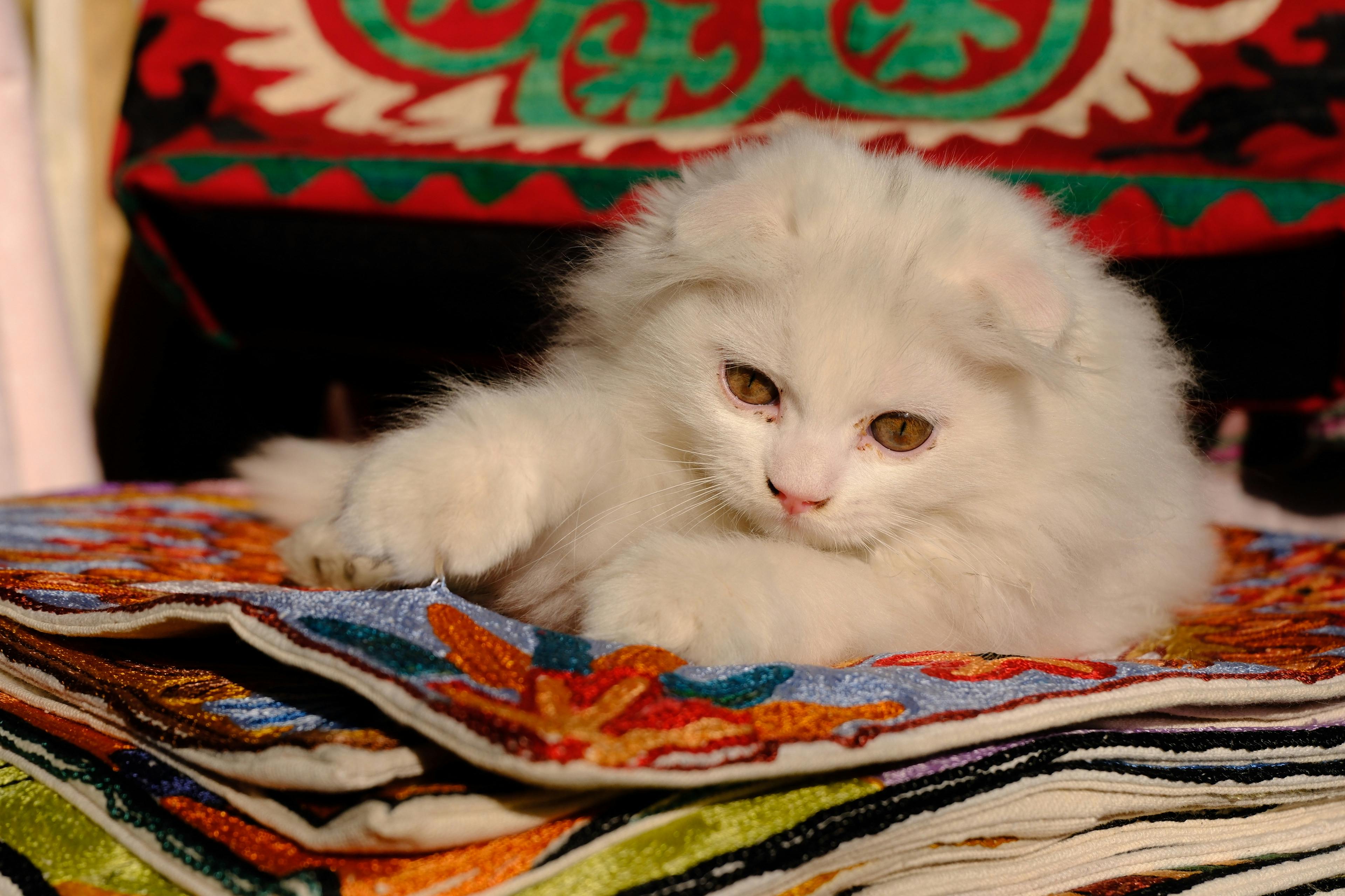 Imx+Cute+Models Photos, Download The BEST Free Imx+Cute+Models Stock ...