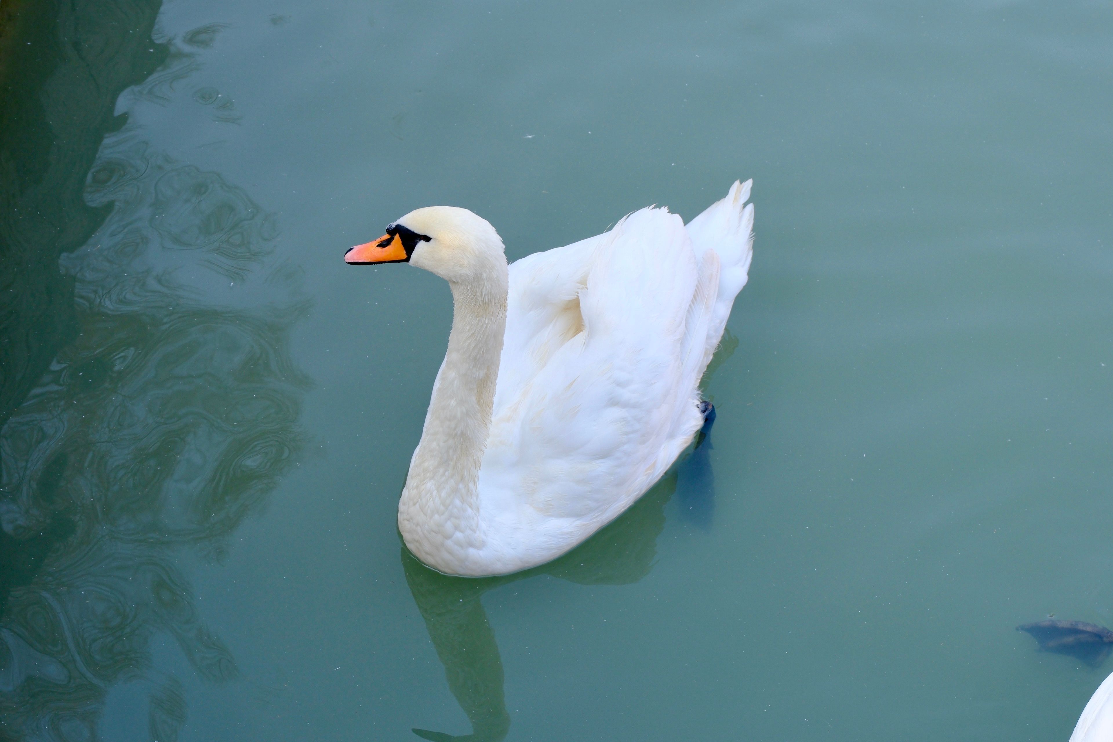 Kolega Swan Photos, Download The BEST Free Kolega Swan Stock Photos ...