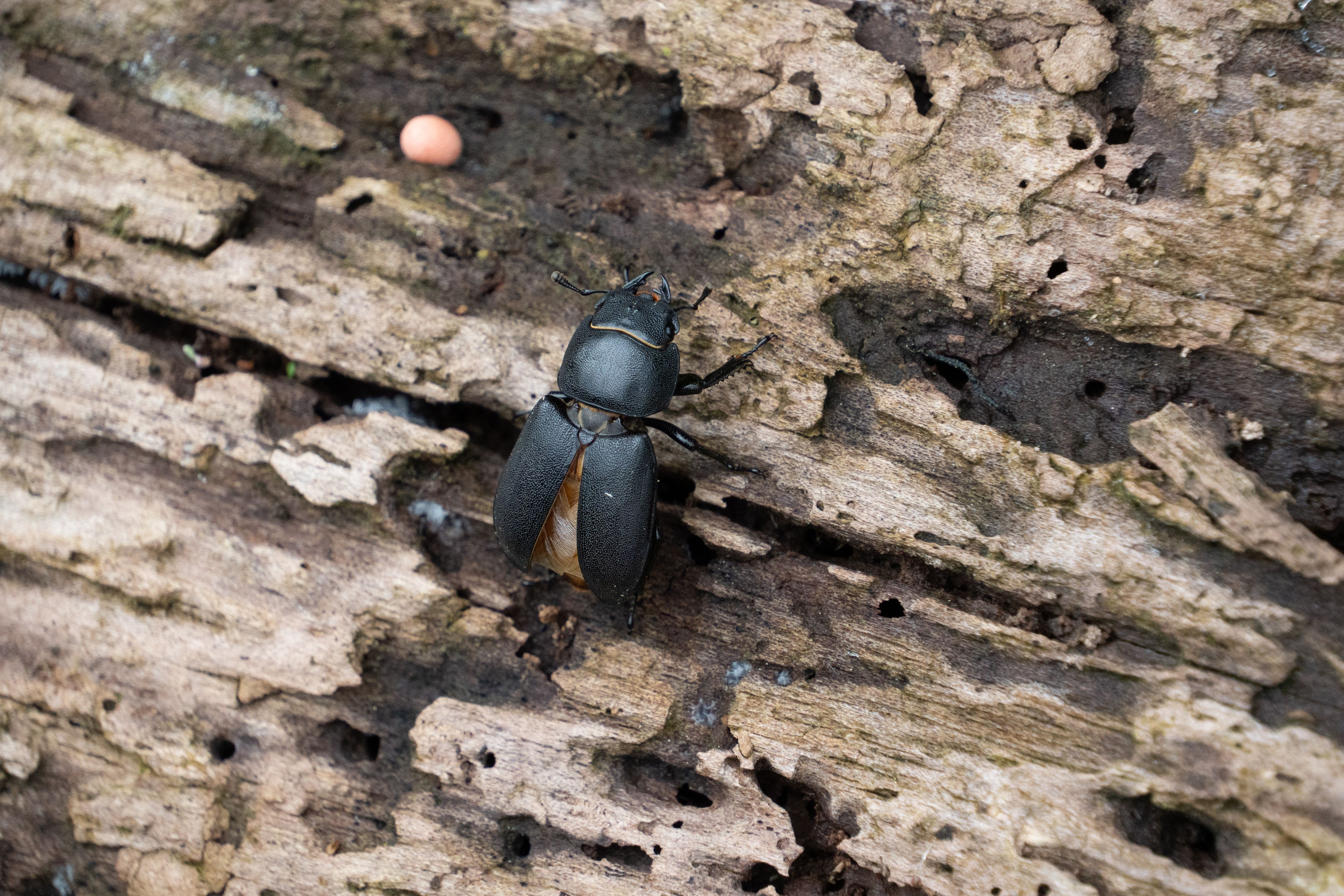 Close-up of a Stag Beetle on a Decaying Log · Free Stock Photo