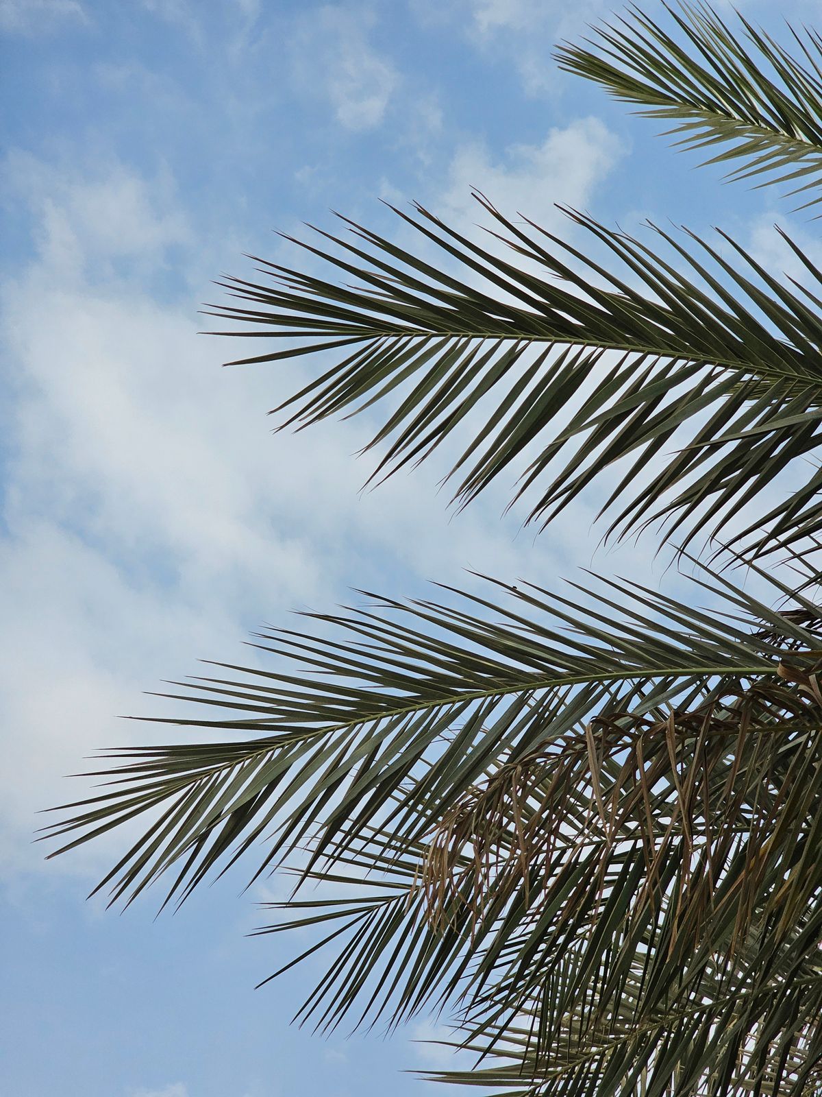 Palm Tree Branches Photos, Download The BEST Free Palm Tree Branches ...