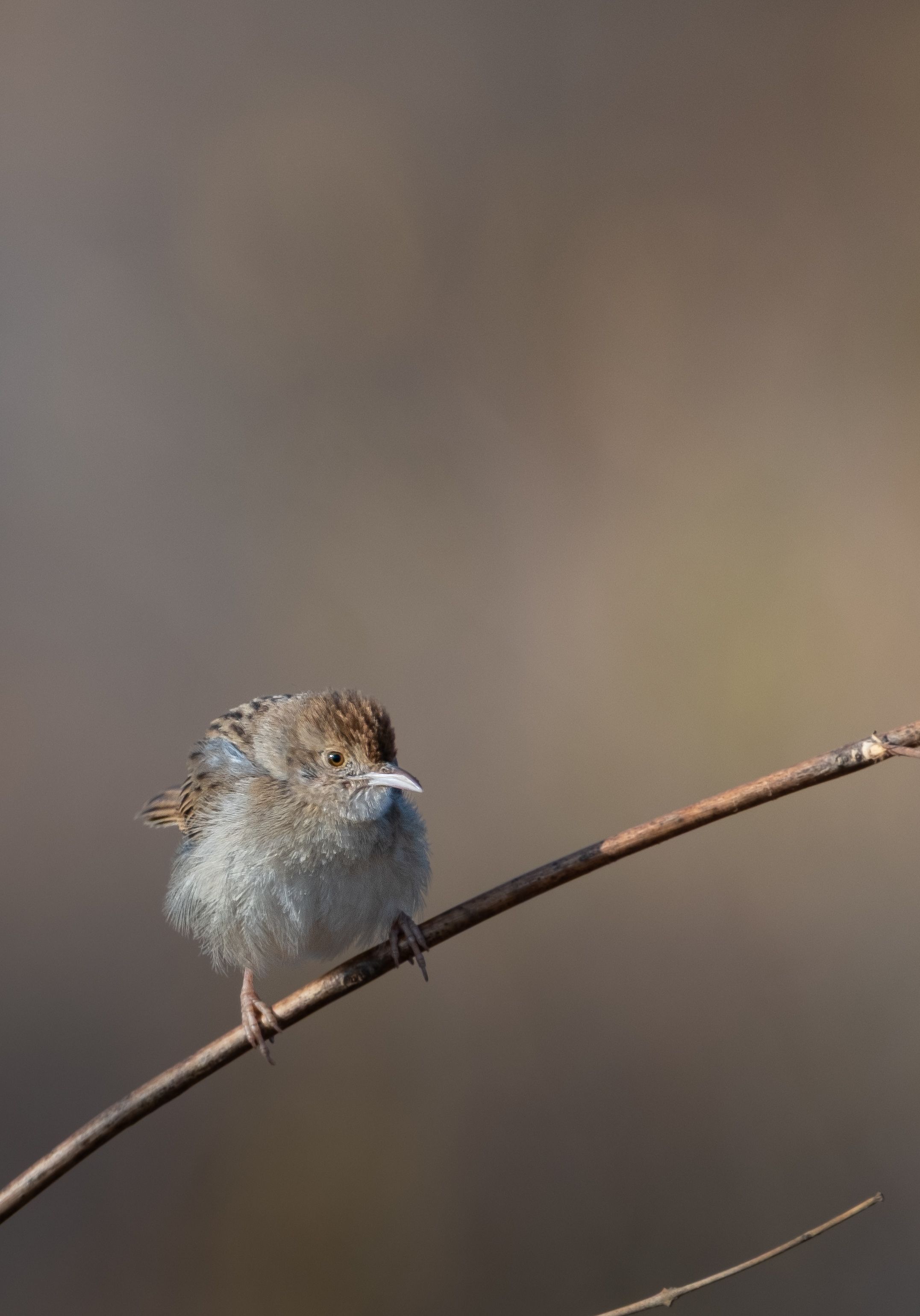 Small Photos, Download The BEST Free Small Stock Photos & HD Images