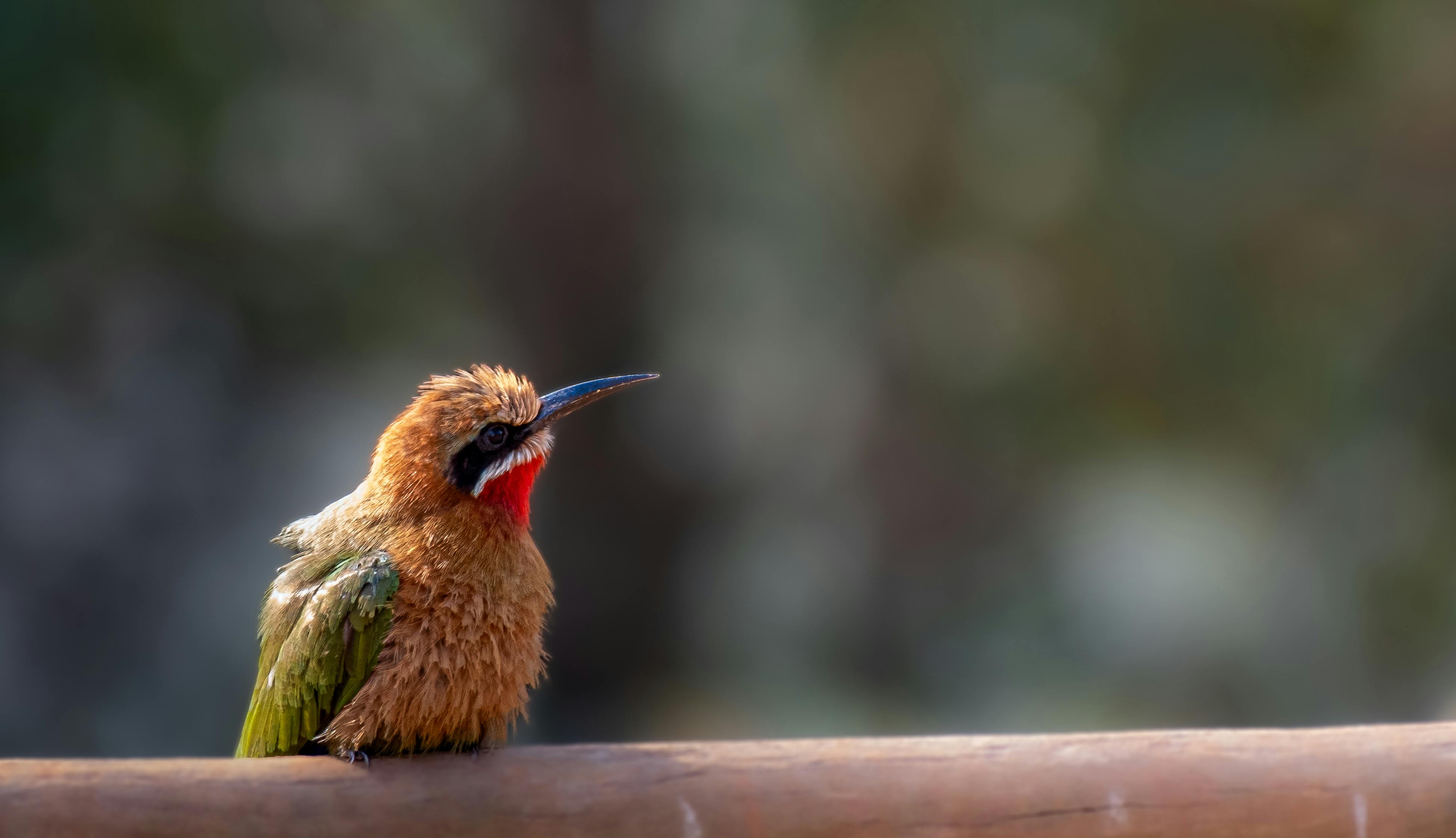 Scroller+Butterfly+Wings Photos, Download The BEST Free Scroller ...