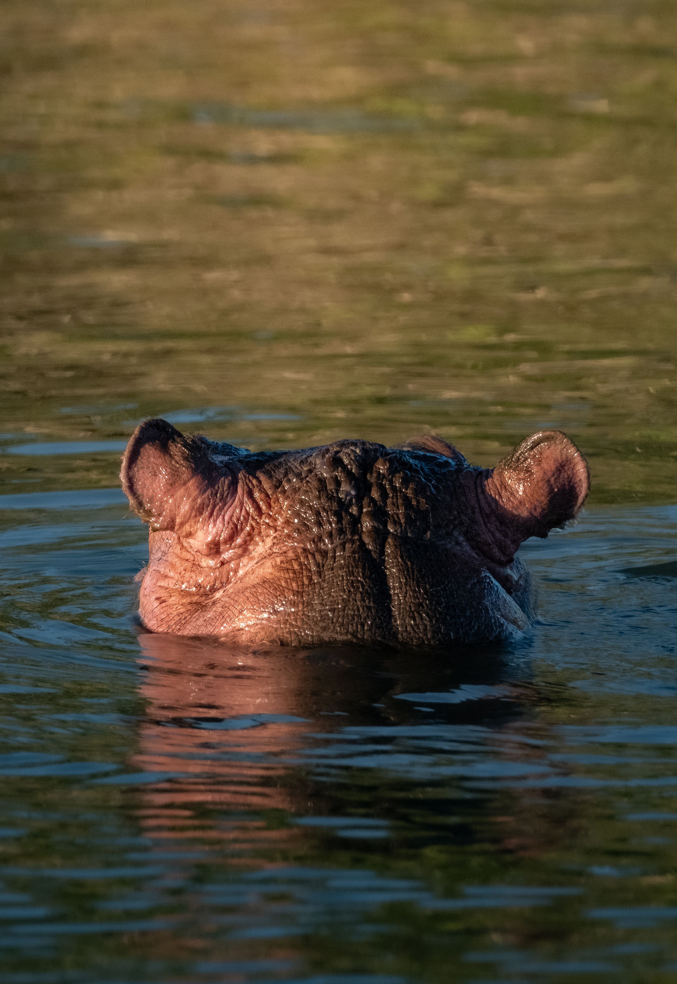 Rear View of Hippopotamus in Water at Sunset · Free Stock Photo