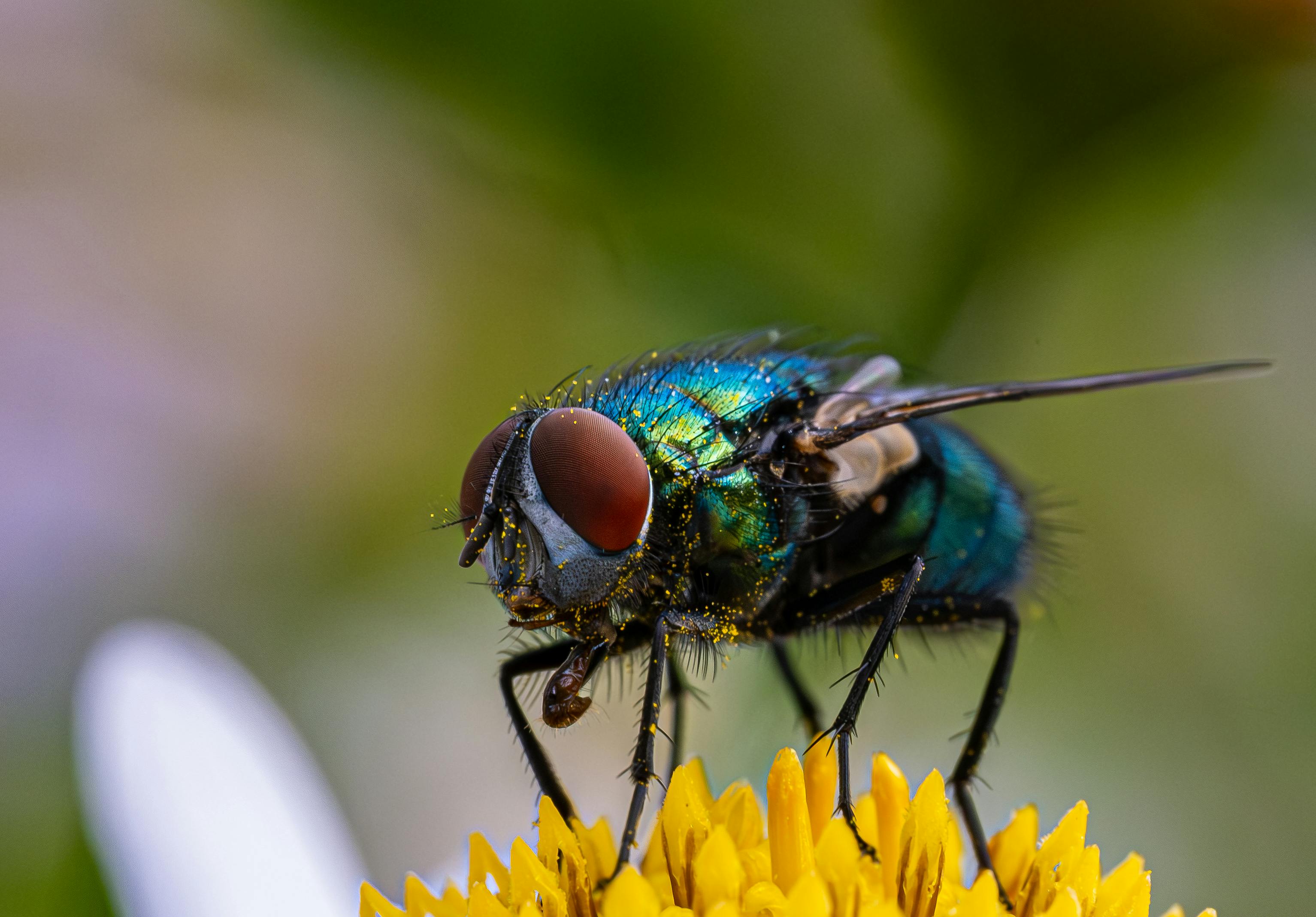 Scroller+Butterfly+Wings Photos, Download The BEST Free Scroller ...