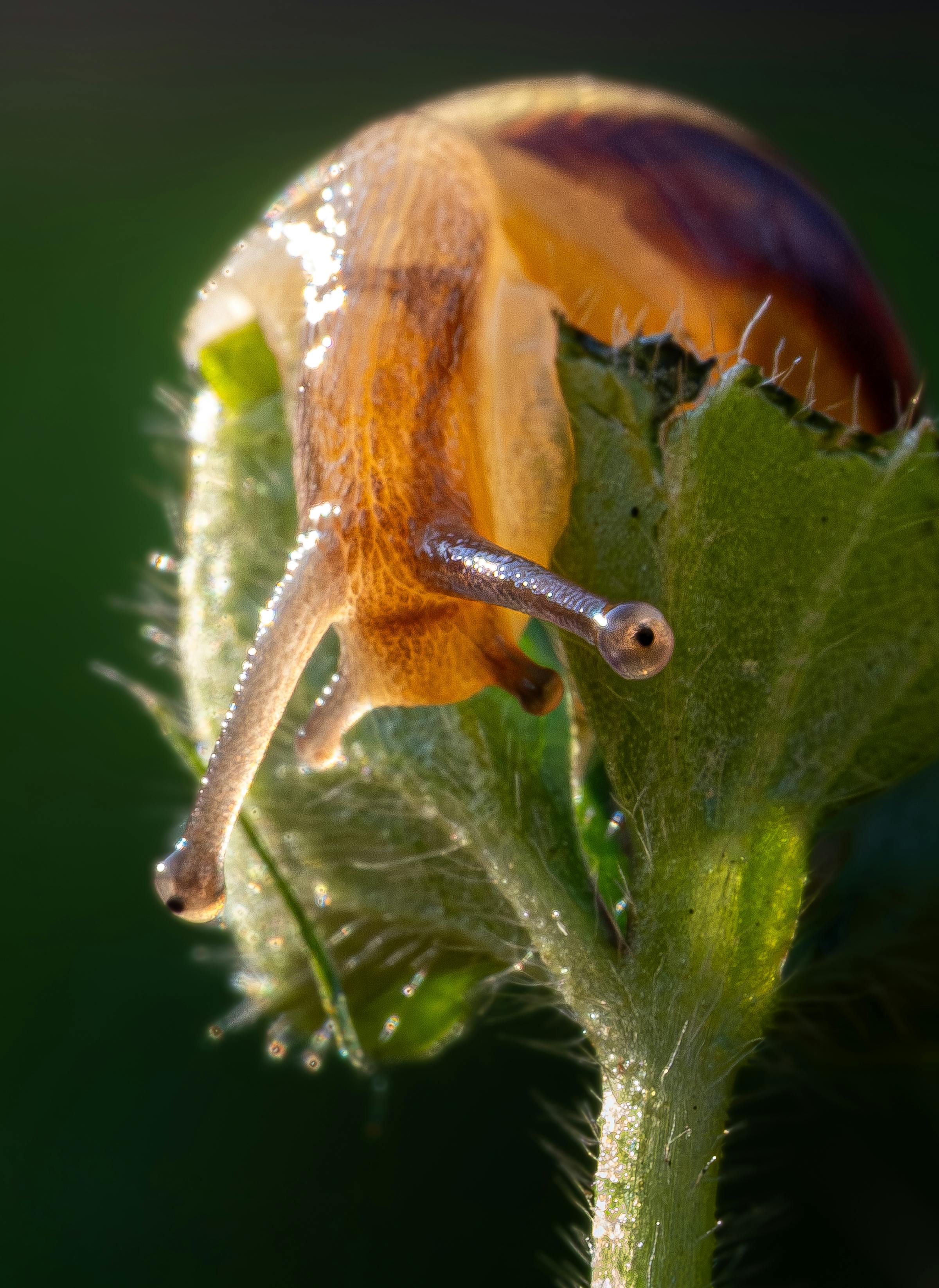 Sadi Background Photos, Download The BEST Free Sadi Background Stock ...