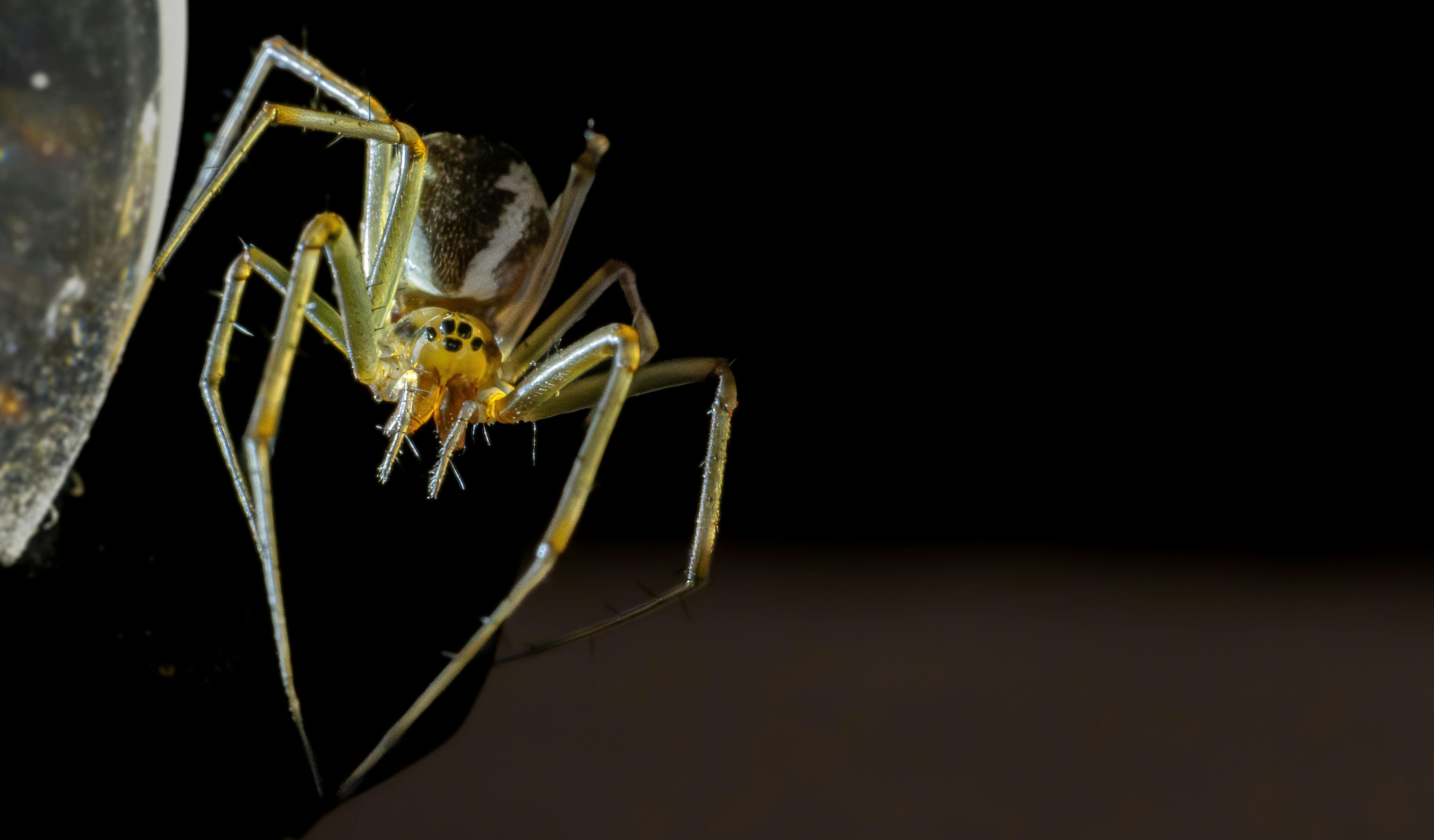 Japanese+Aesthetic+Pfp Photos, Download The BEST Free Japanese ...