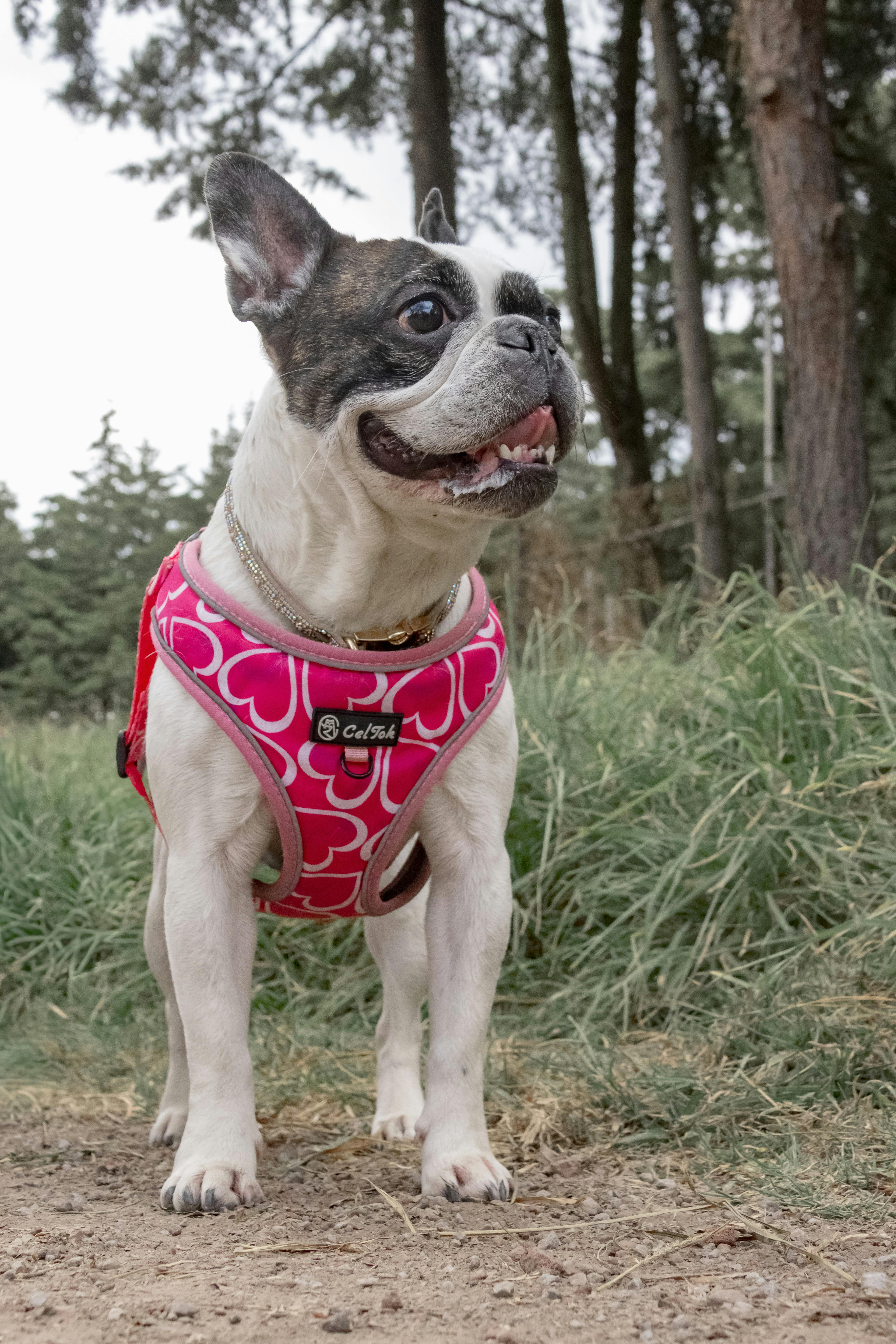 Cute+Budding+Tween+Girl Photos, Download The BEST Free Cute+Budding ...