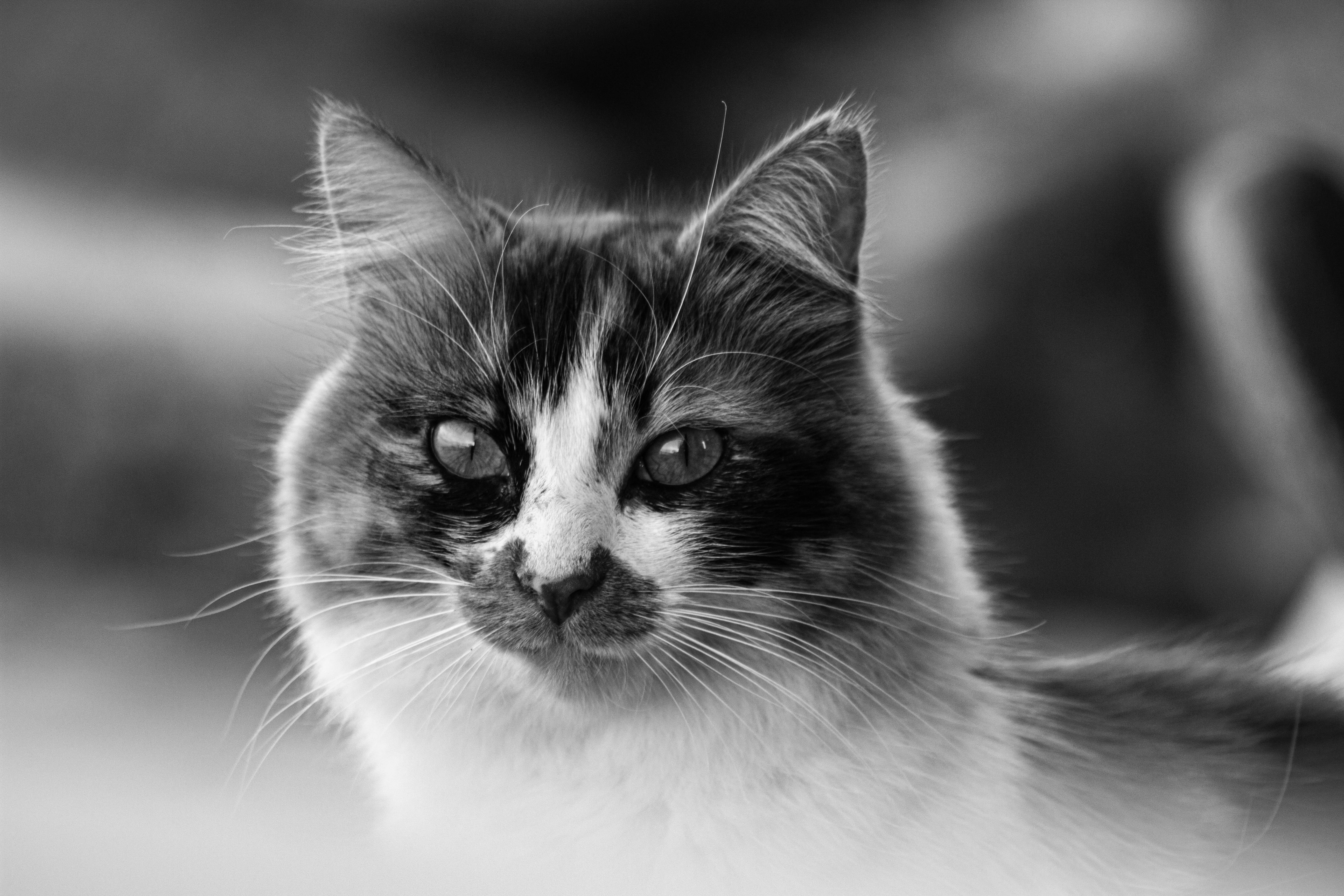 Cats Reference Photos, Download The BEST Free Cats Reference Stock ...