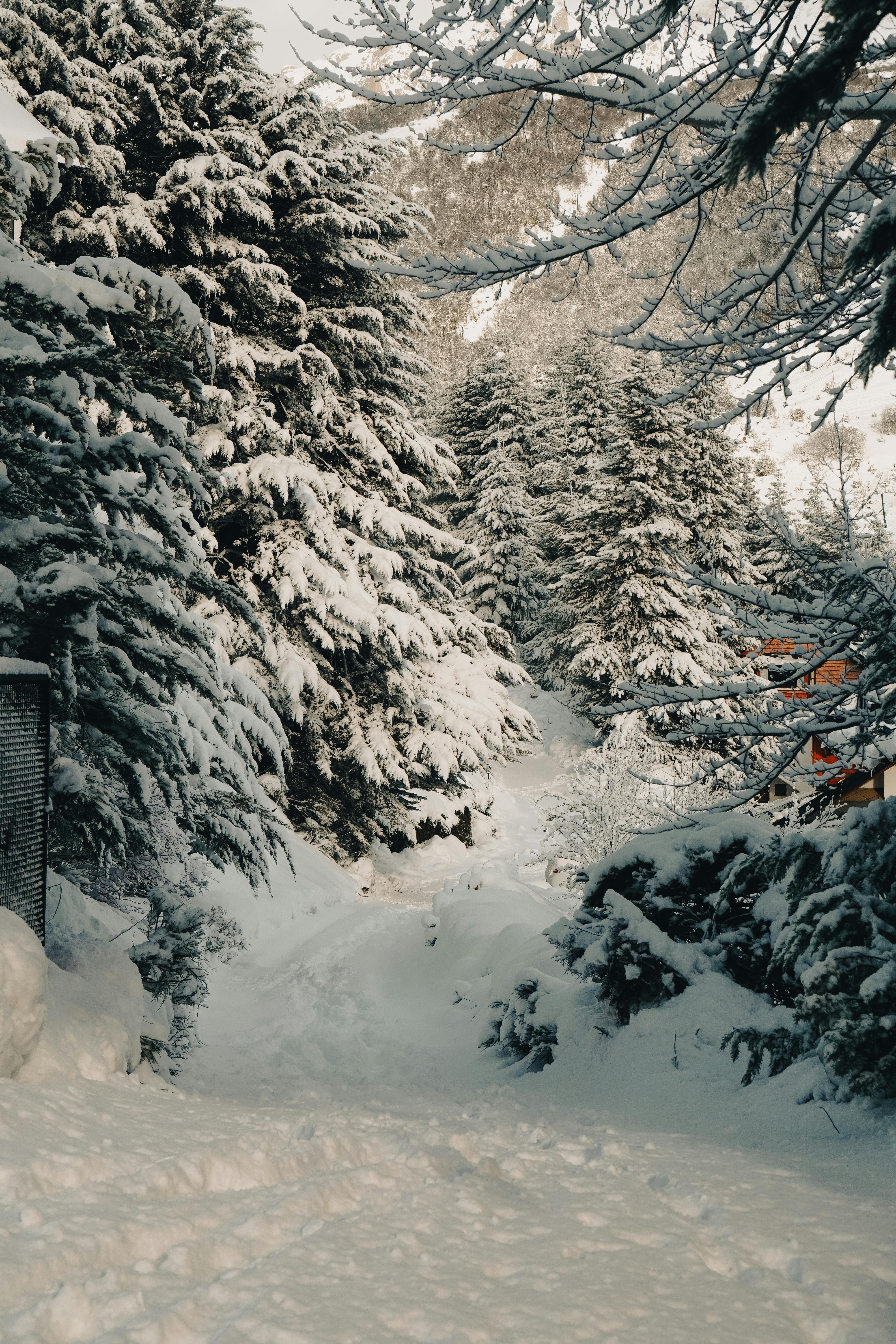 January Photos, Download The BEST Free January Stock Photos & HD Images