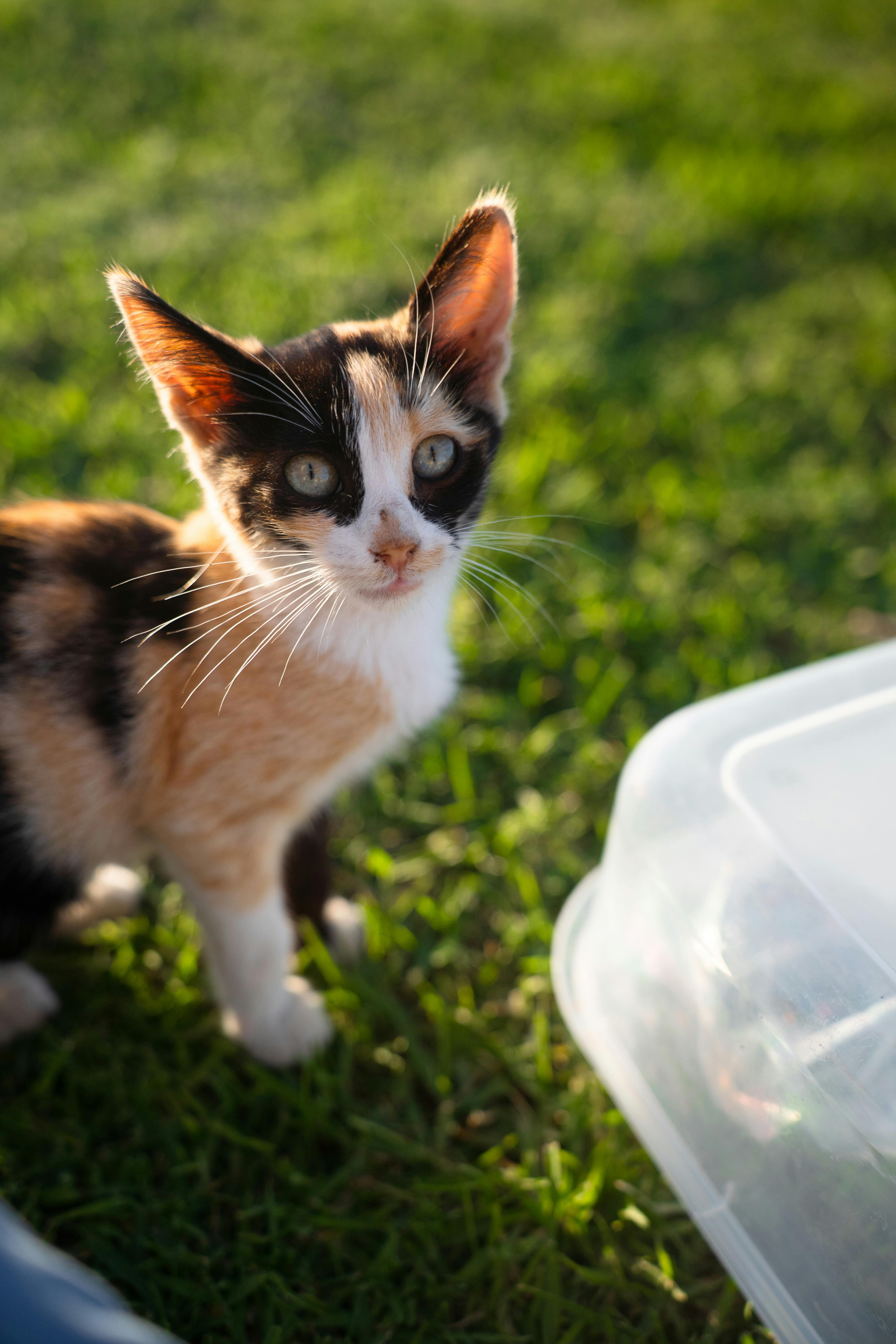 Cute+Budding+Tween+Girl Photos, Download The BEST Free Cute+Budding ...