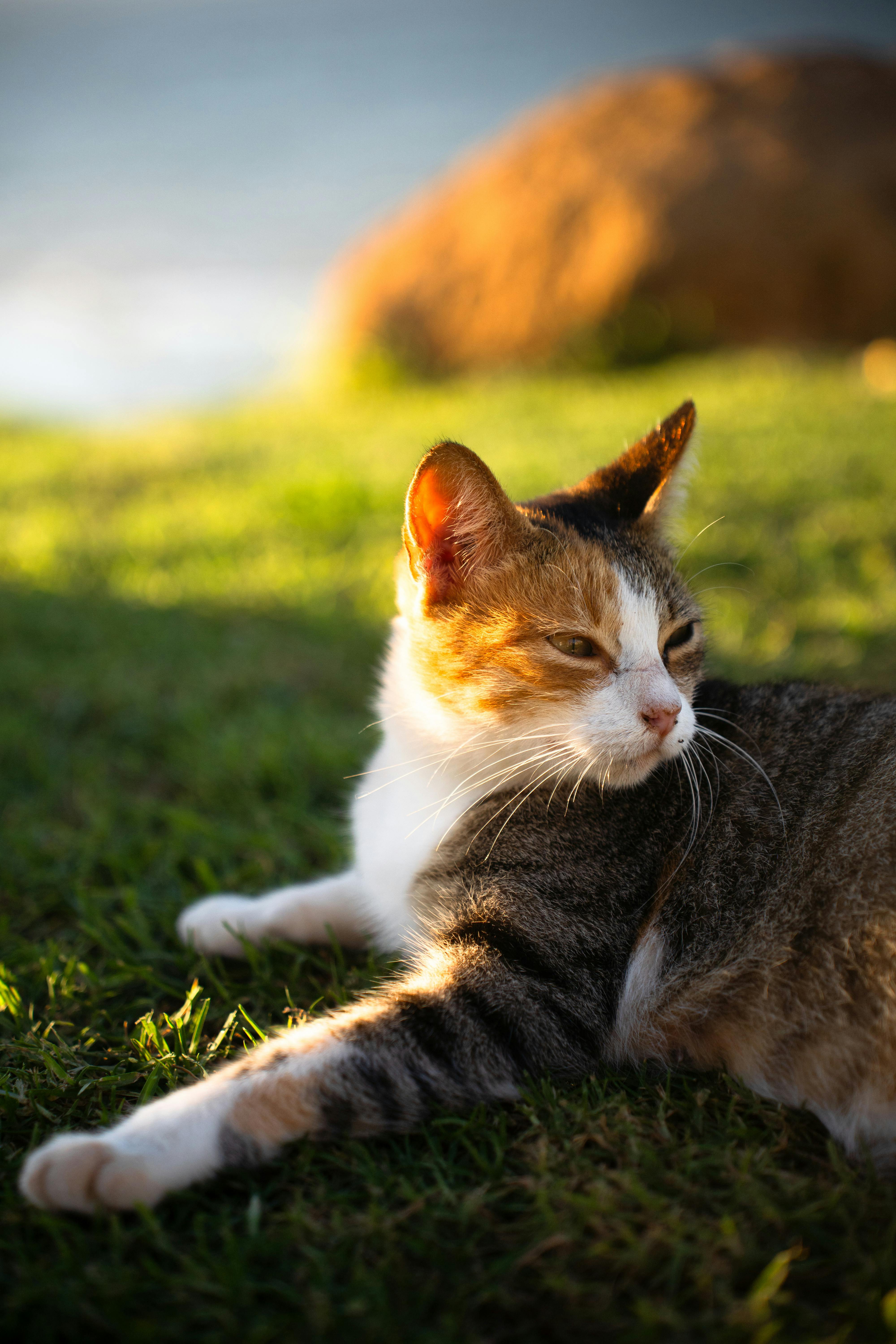 Cute+Budding+Tween+Girl Photos, Download The BEST Free Cute+Budding ...