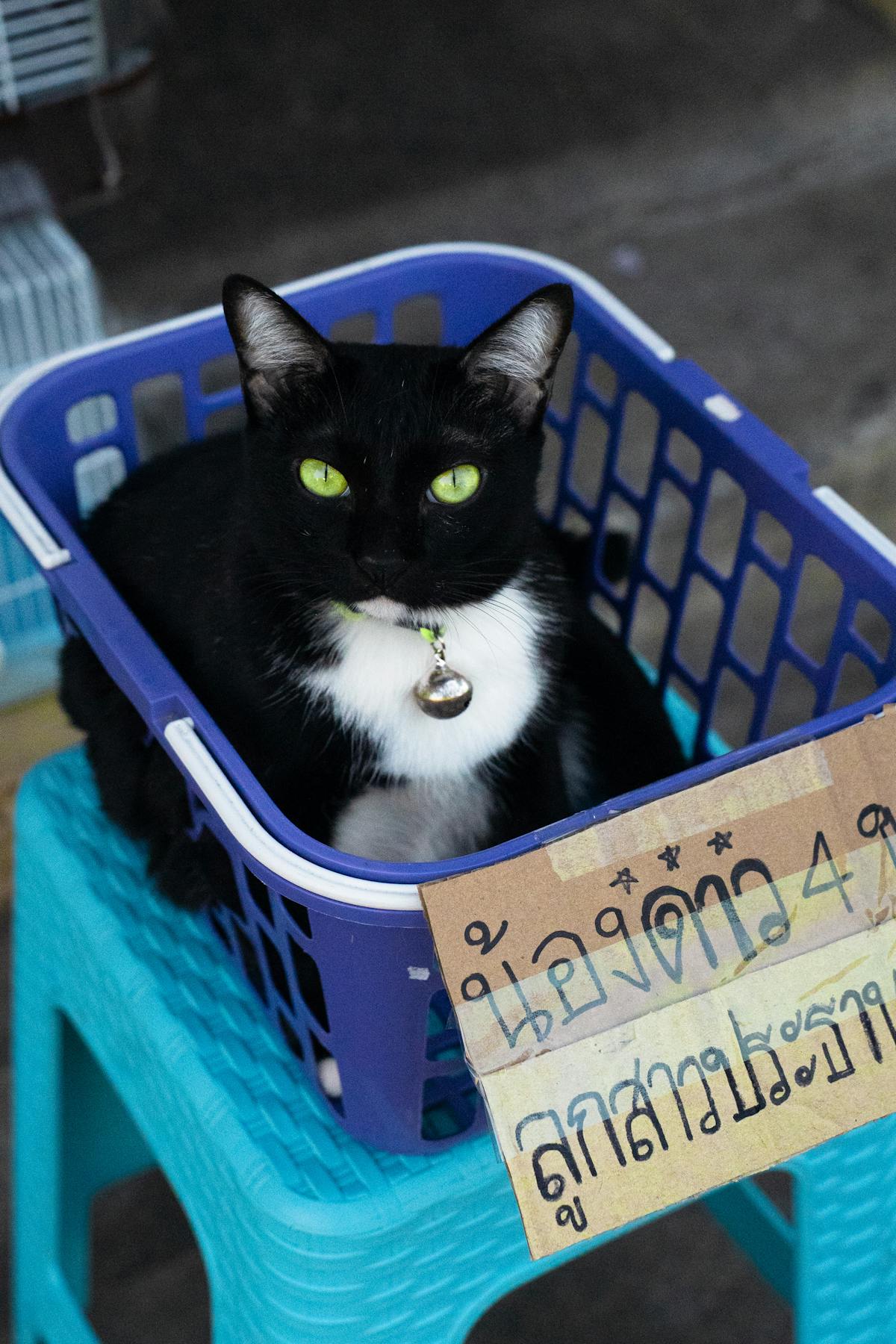 Cute+Budding+Tween+Girl Photos, Download The BEST Free Cute+Budding ...