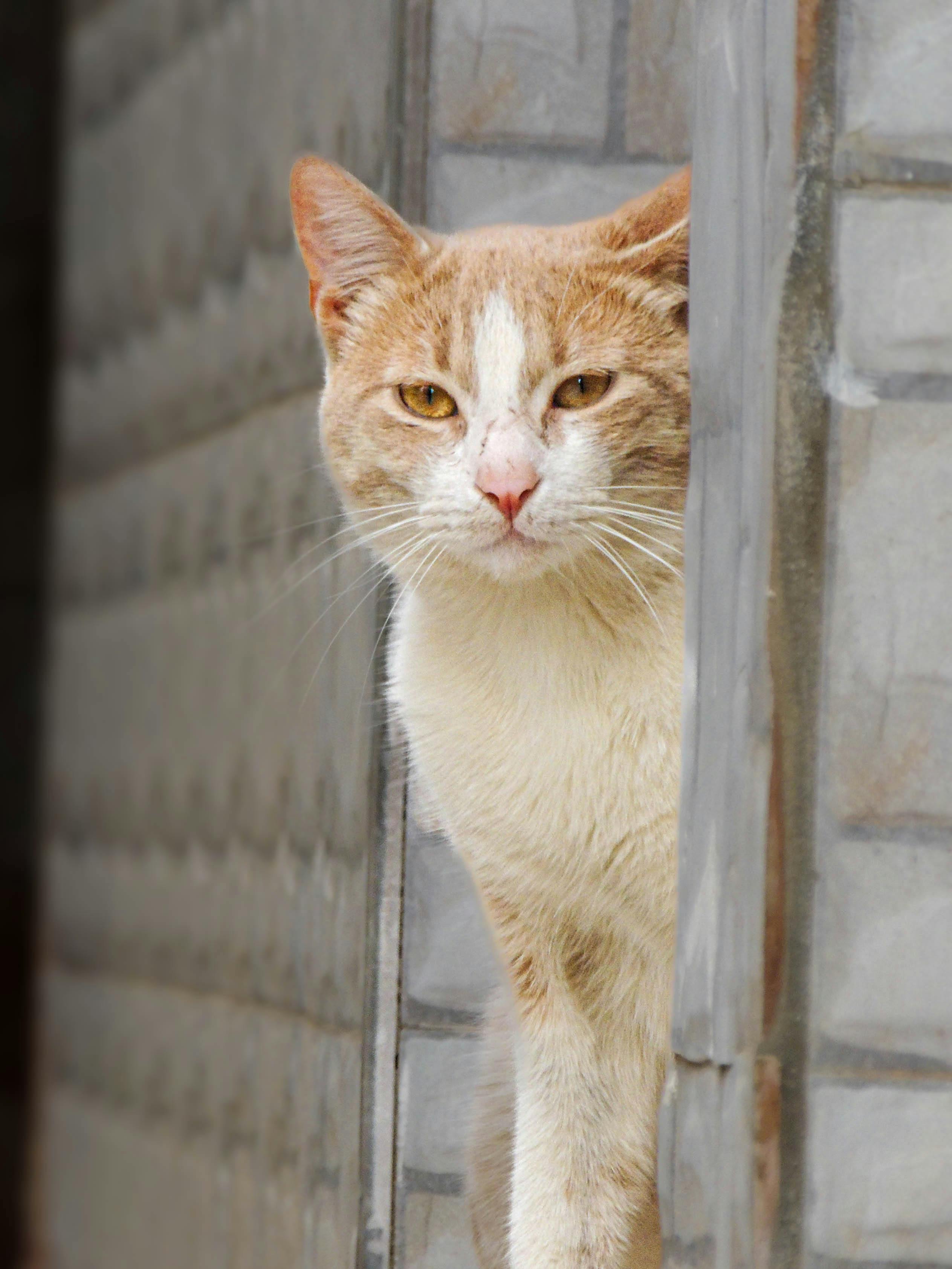 Cute+Budding+Tween+Girl Photos, Download The BEST Free Cute+Budding ...