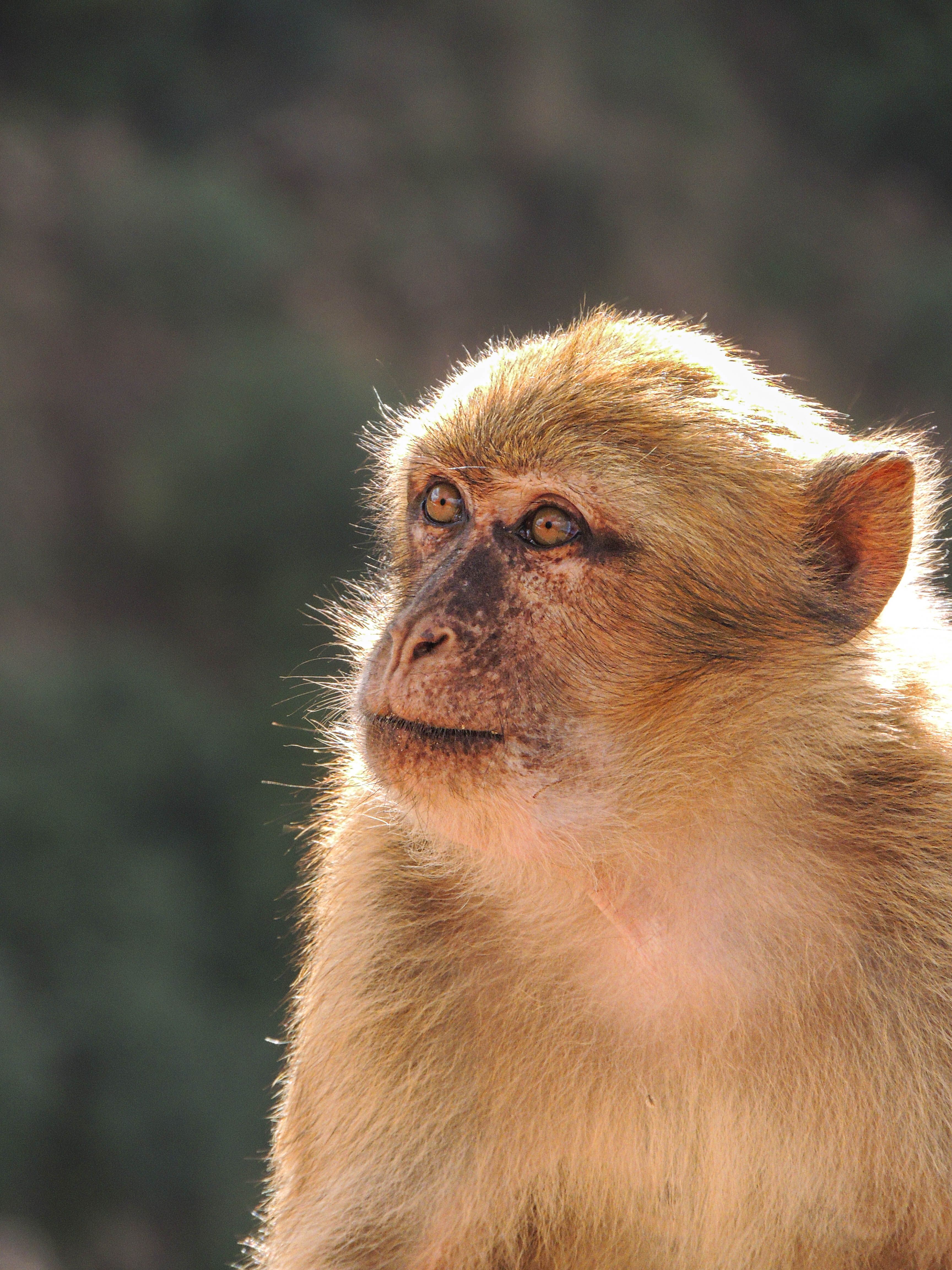 Close-Up Portrait of a Wild Barbary Macaque · Free Stock Photo